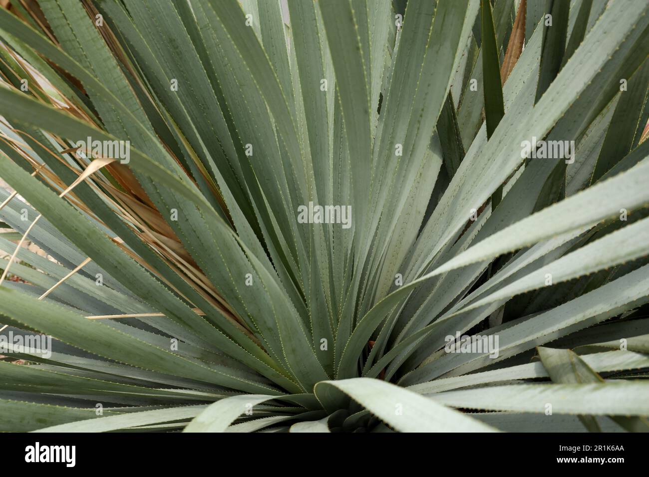 Beautiful green agave plant growing outdoors, closeup Stock Photo - Alamy