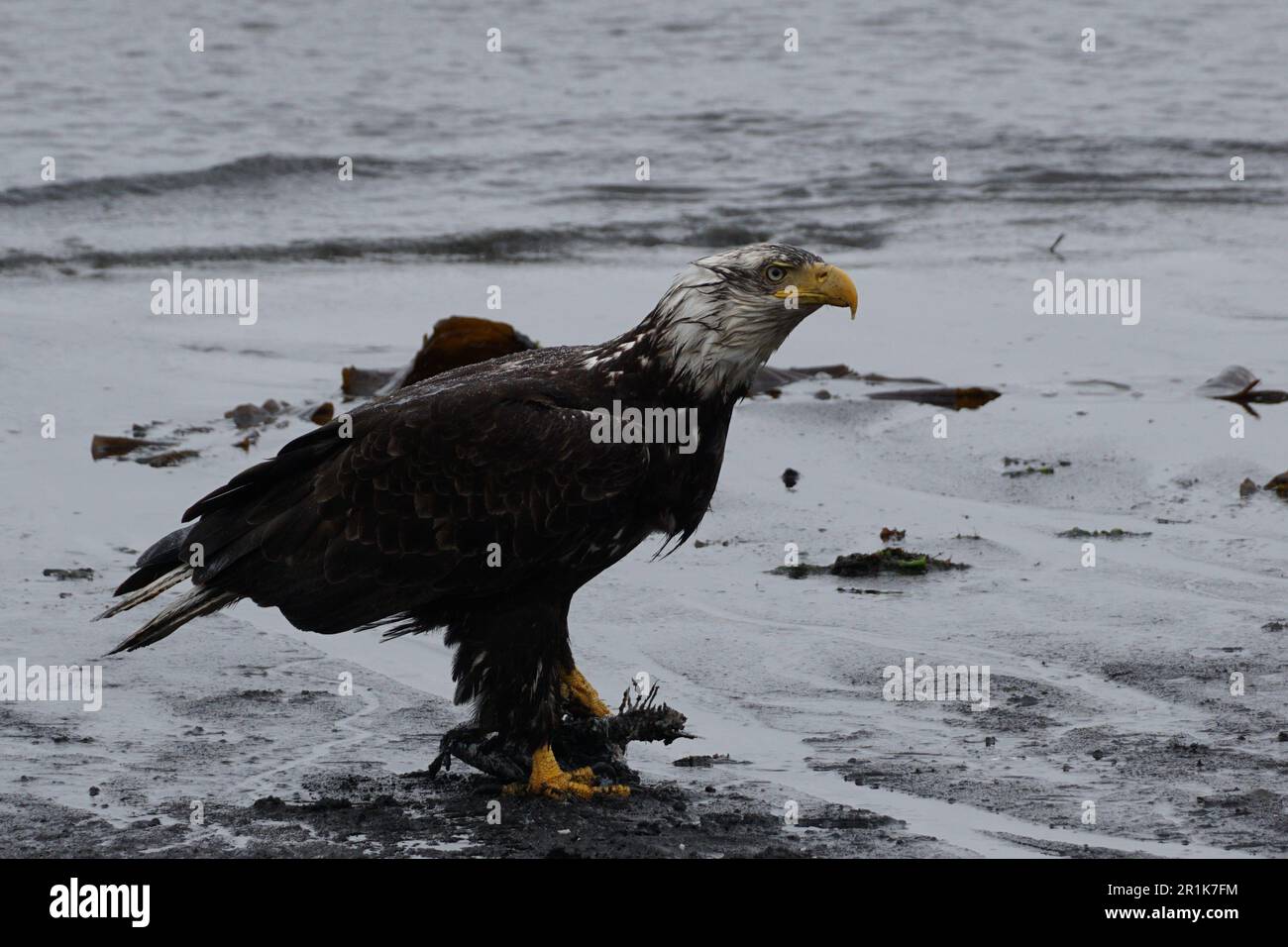 American Bald Eagle hunting and feeding on fish in the Pacific ...