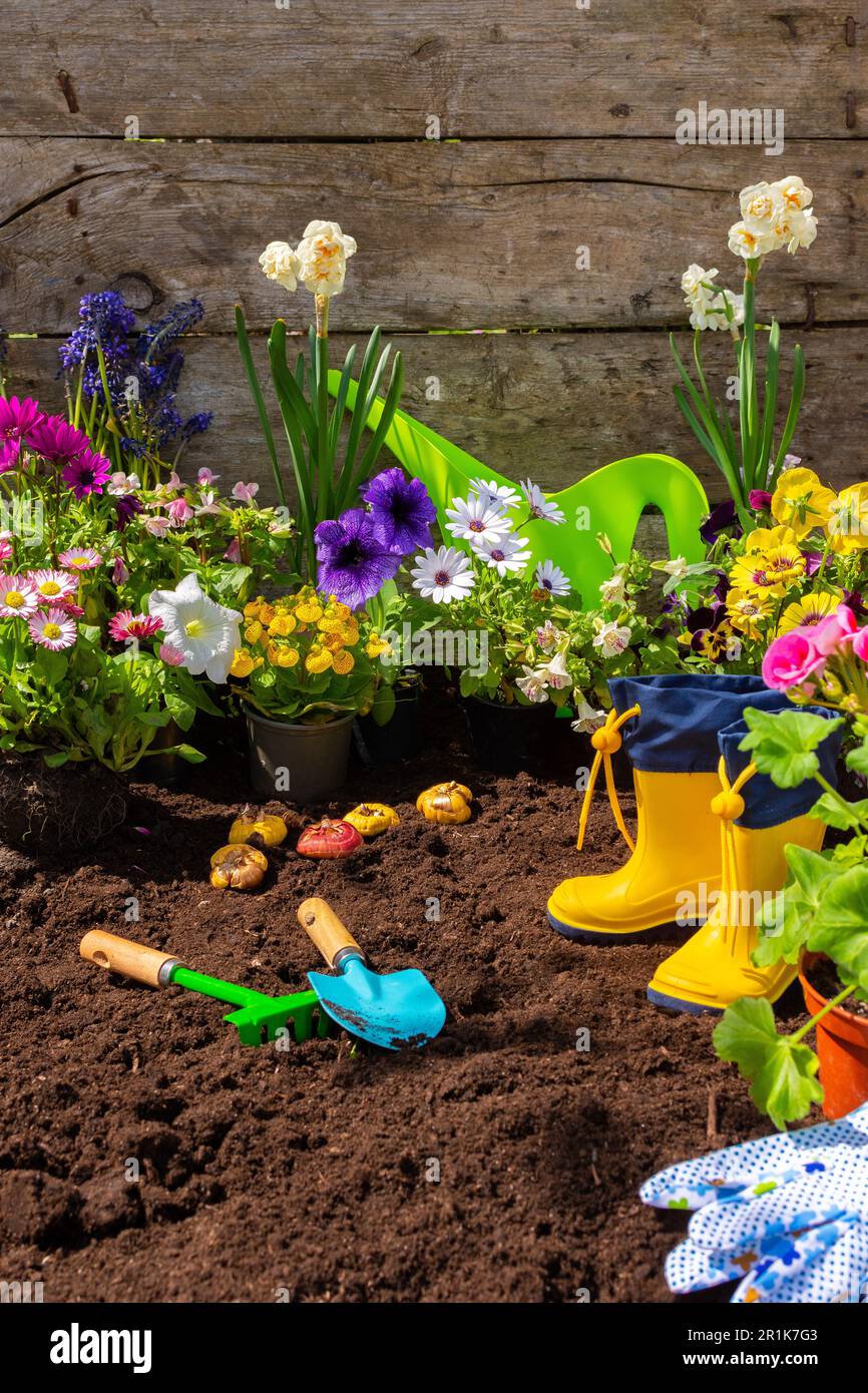 Daffodil narcissus geranium narcissus geranium hi-res stock photography ...