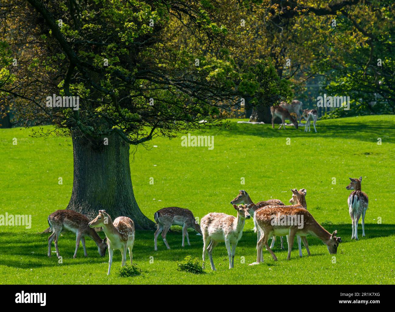 Herd of fallow deer in Hopetoun House country estate, Scotland, UK ...