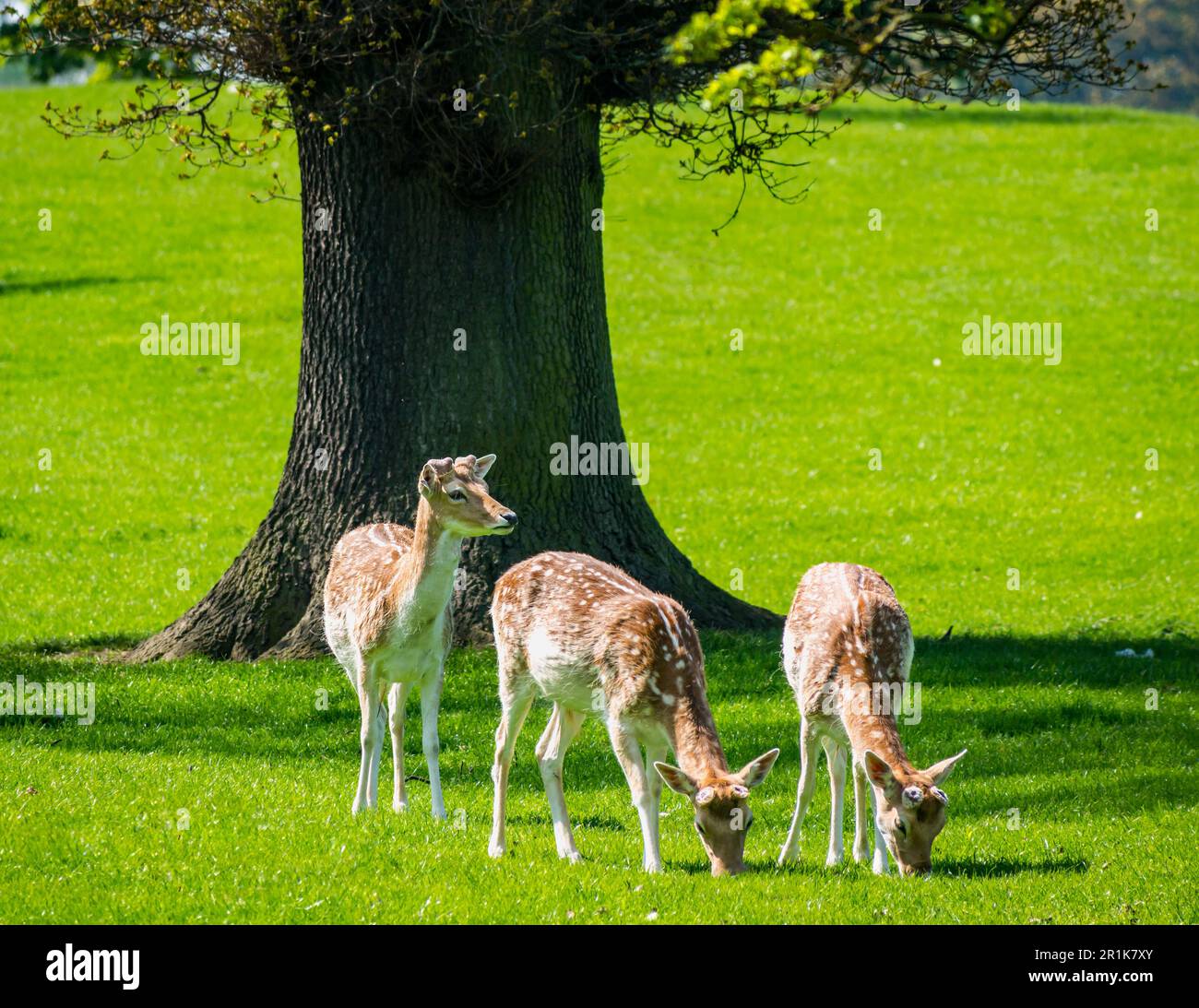 Herd of fallow deer in Hopetoun House country estate, Scotland, UK ...