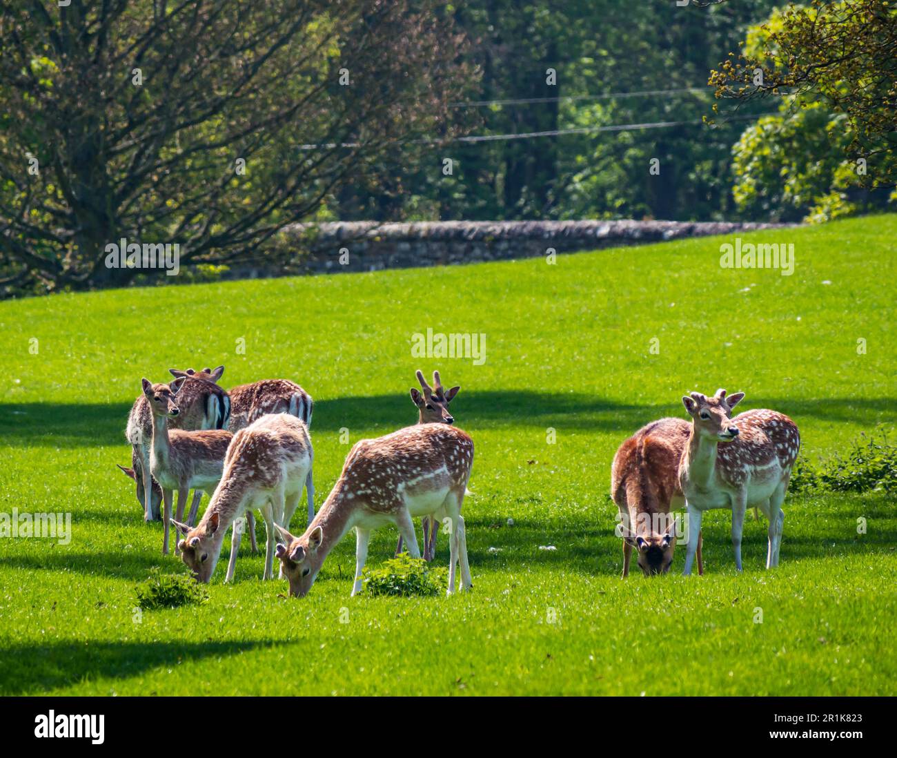 Herd of fallow deer in Hopetoun House country estate, Scotland, UK ...