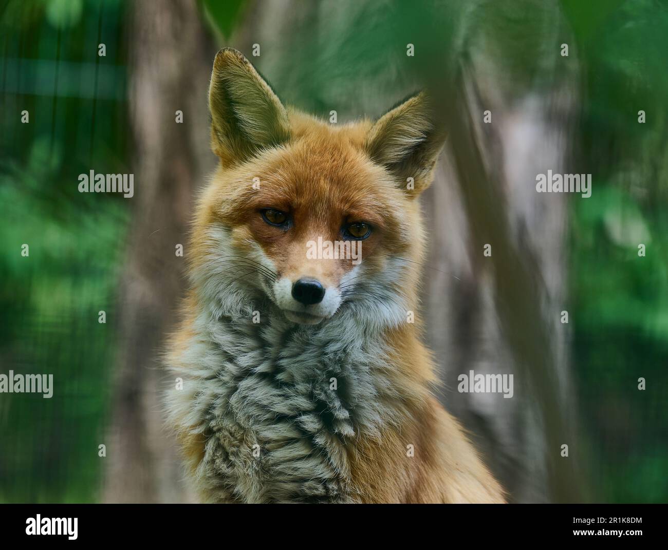 Portrait of a wild red fox in green foliage Stock Photo - Alamy