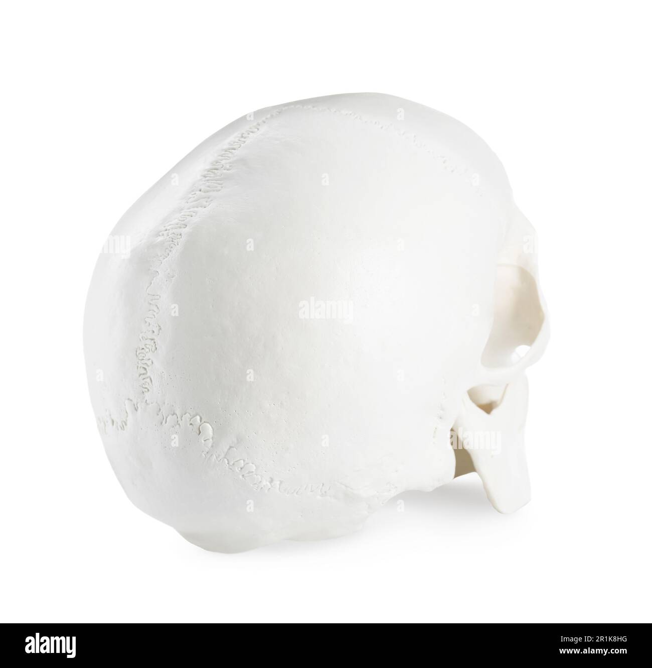 Human skull isolated on white, back view Stock Photo - Alamy