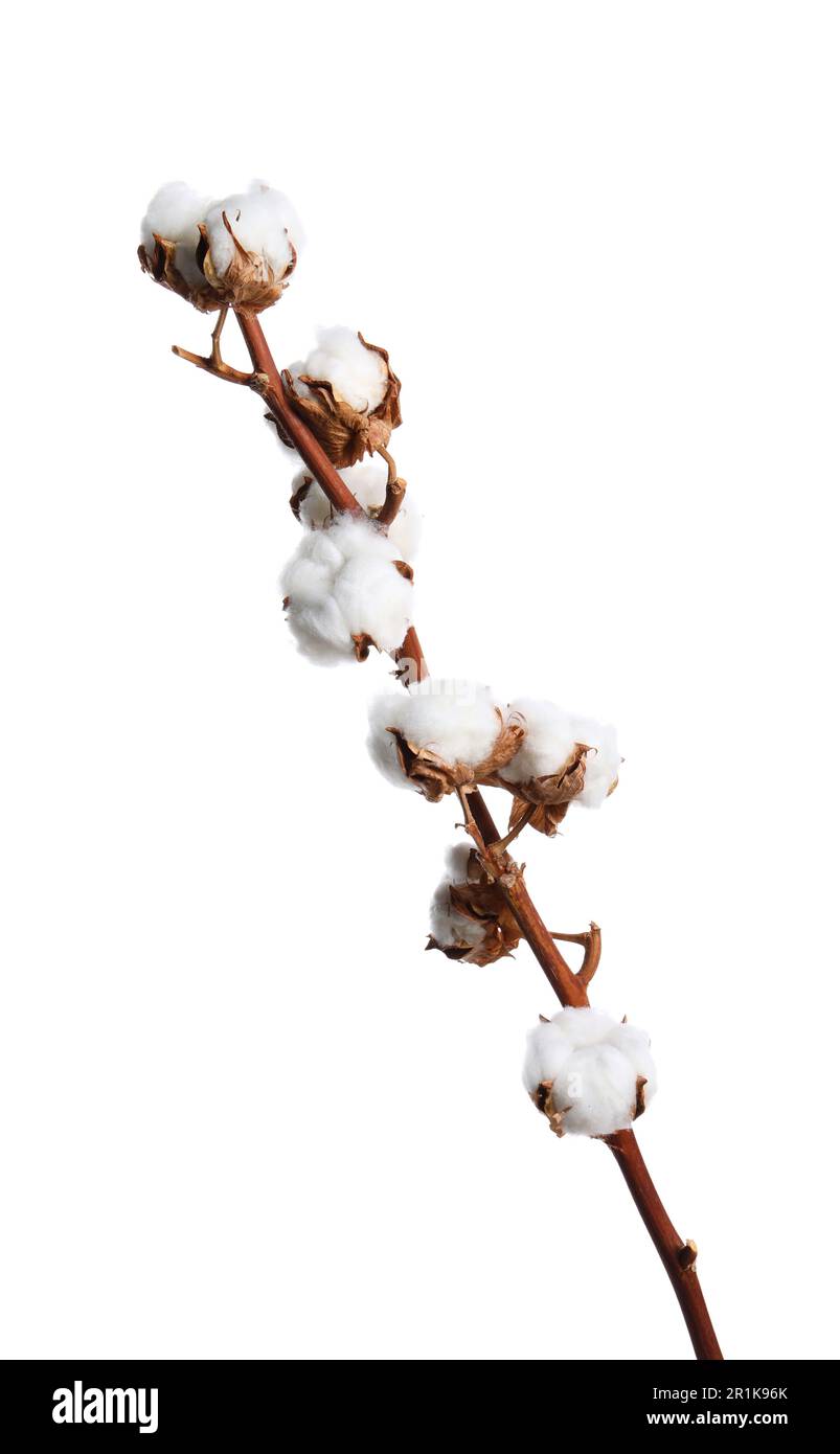Dried cotton branch with fluffy flowers isolated on white Stock Photo ...