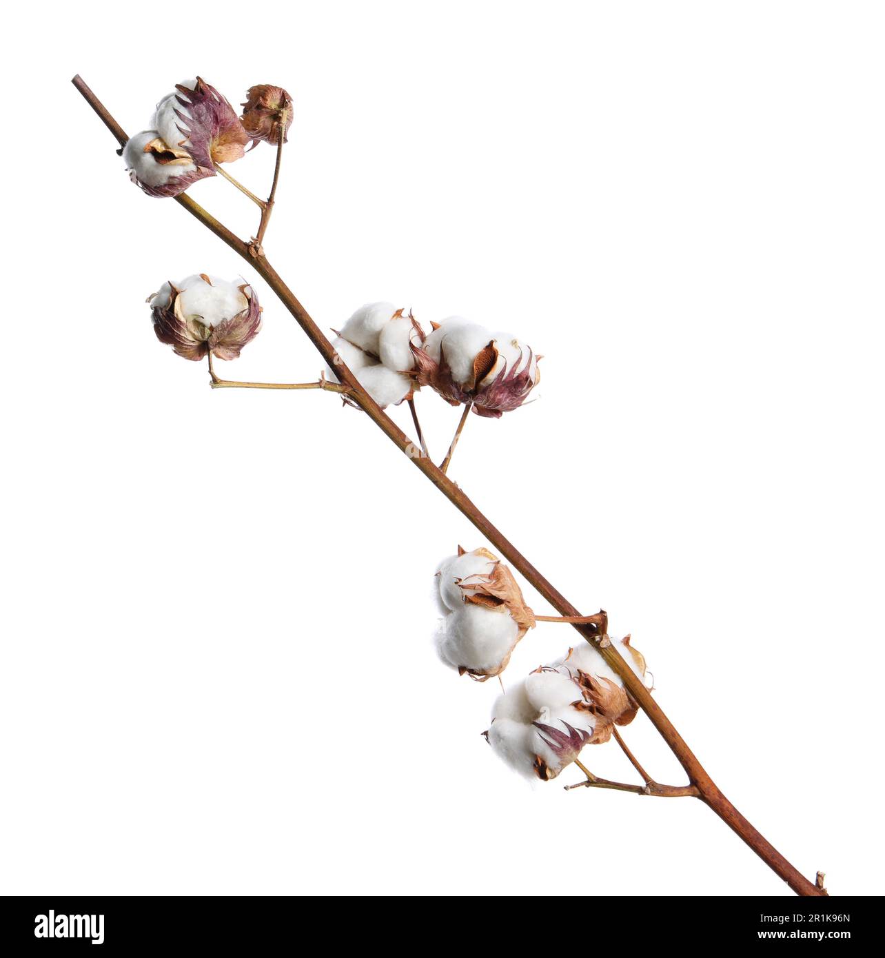 Dried cotton branch with fluffy flowers isolated on white Stock Photo ...