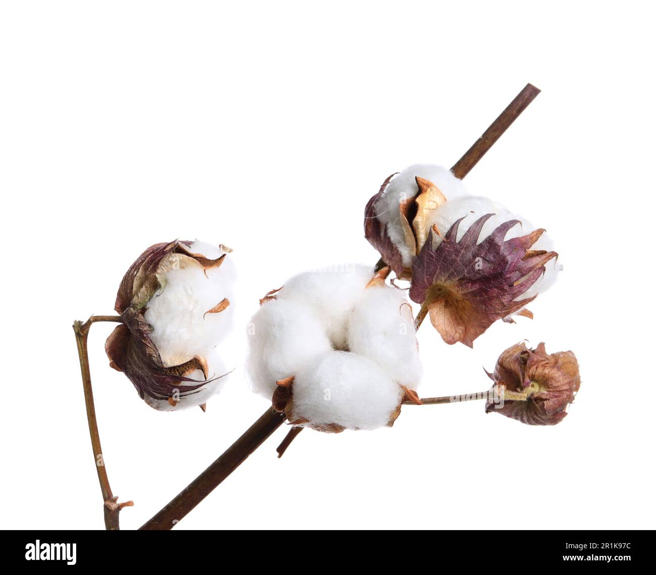 Cotton buds closeup Cut Out Stock Images & Pictures - Alamy