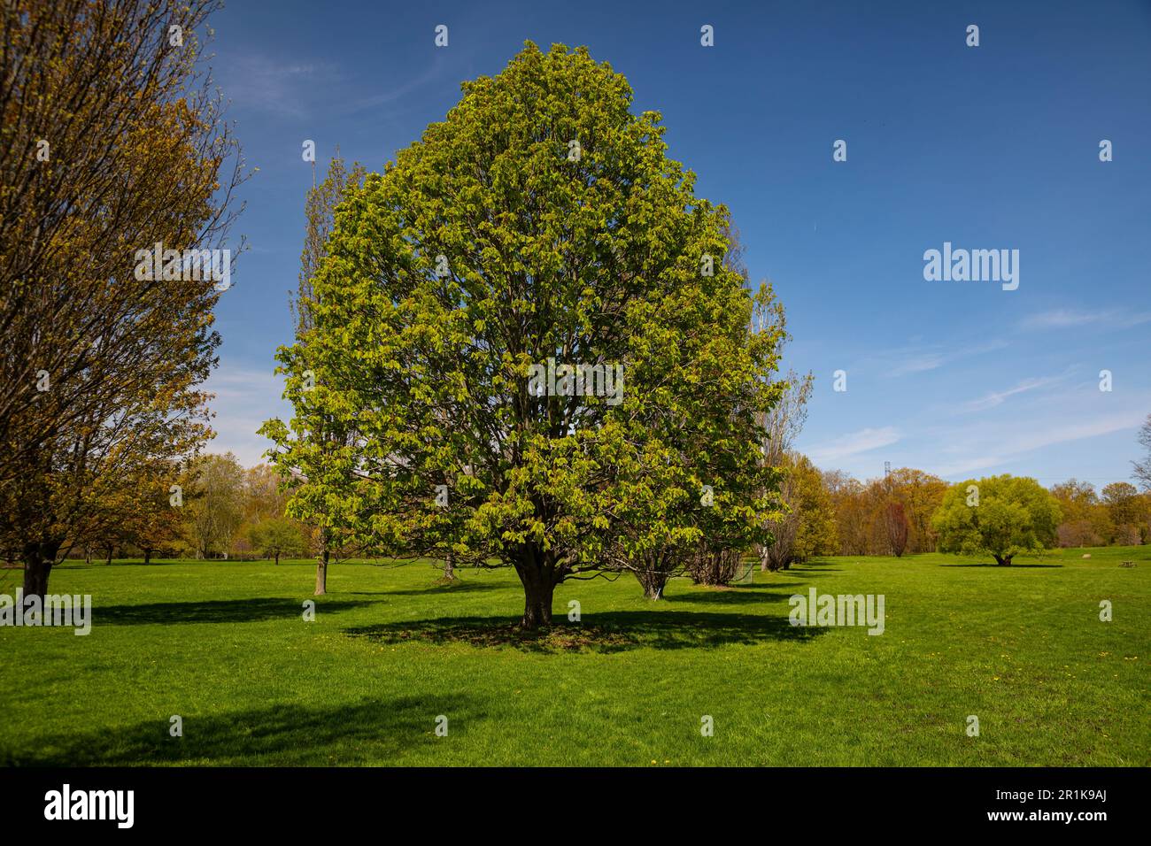 Horse-Chestnut (Aesculus hippocastanum) tree. Royal Botanical, Gardens ...