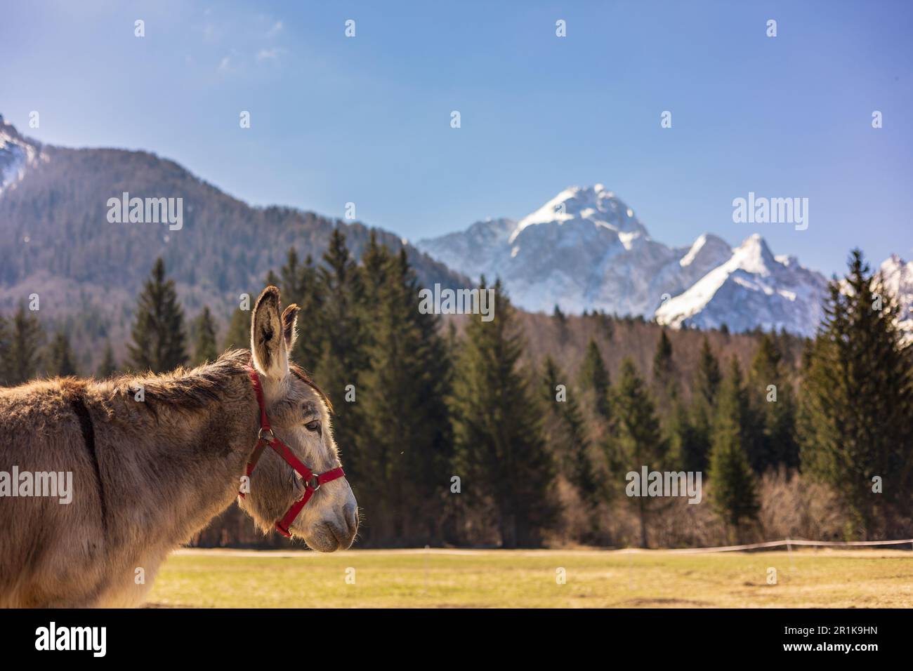 Donkeys in the fields near Fusine, Tarvisio, Italy Stock Photo - Alamy