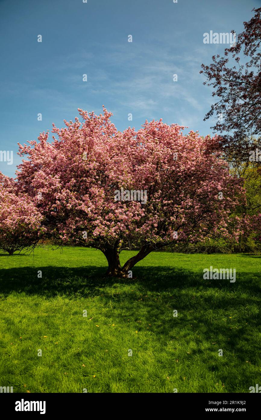 Blooming crabapple tree. Royal Botanical, Gardens Arboretum. Hamilton ...
