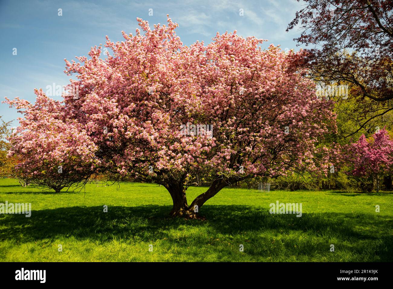 Blooming crabapple tree. Royal Botanical, Gardens Arboretum. Hamilton ...
