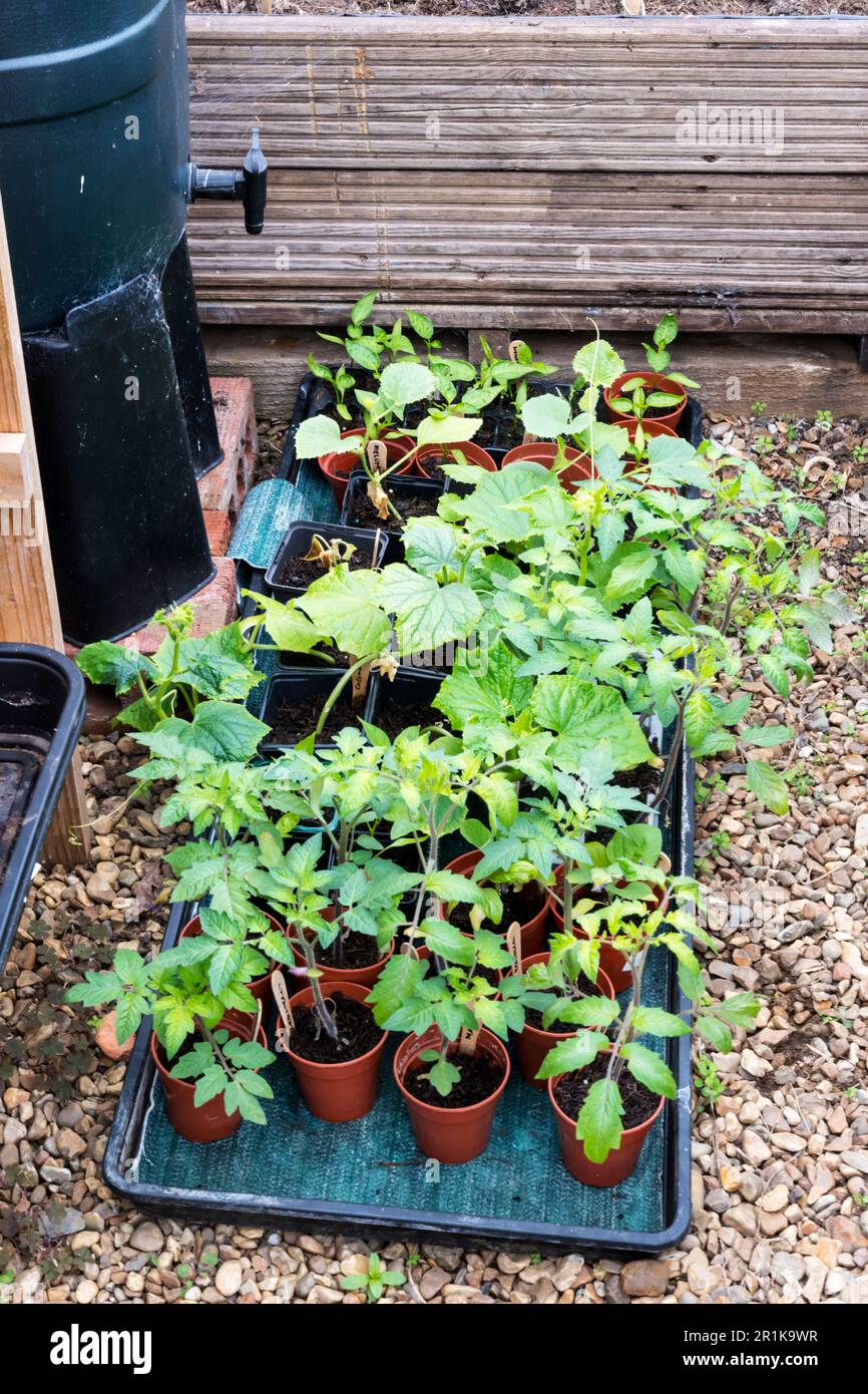Plants in a tray with capillary matting watered by drips from a ...