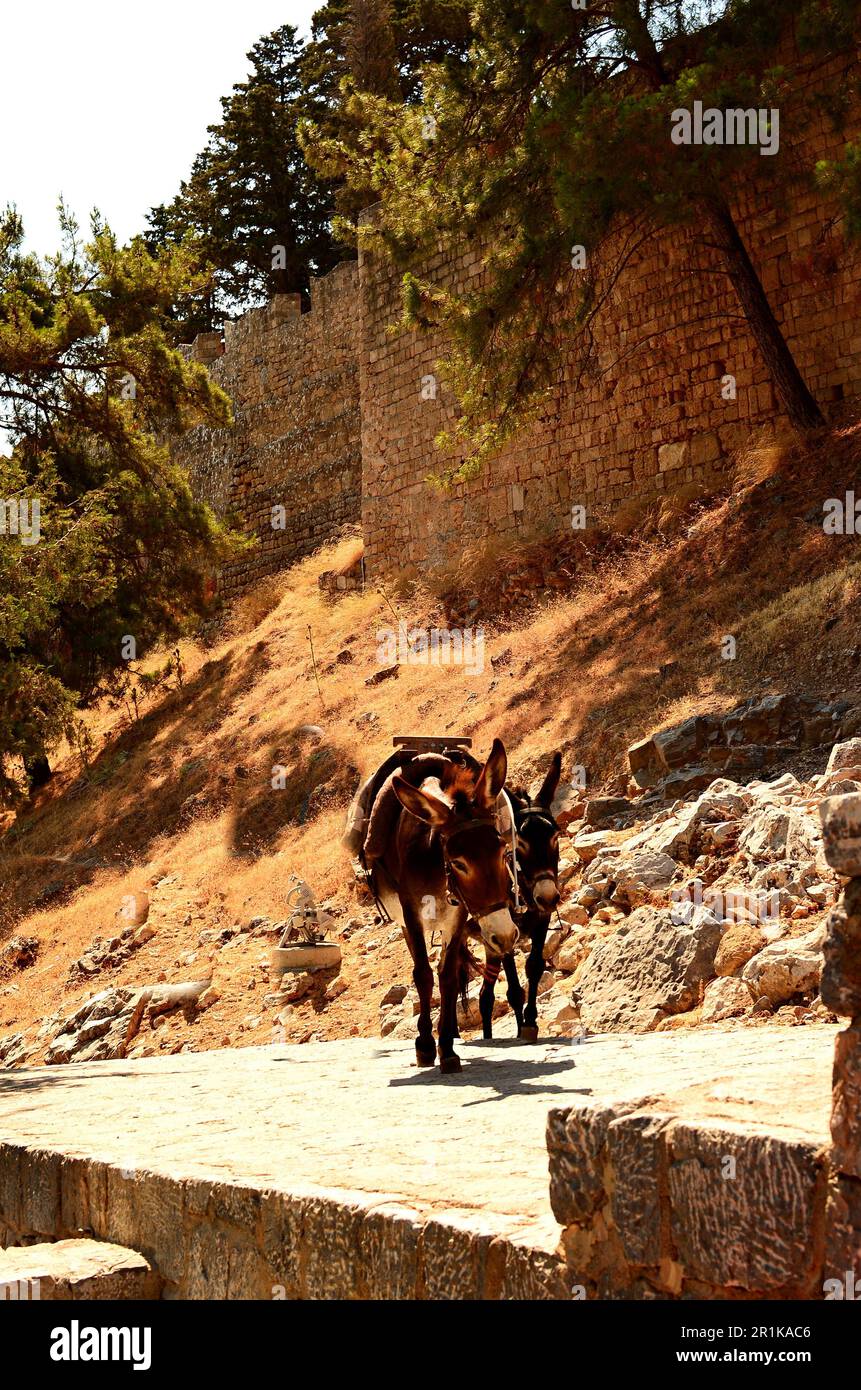 Two donkeys with a saddle and a bridle stand near the rock and the ...