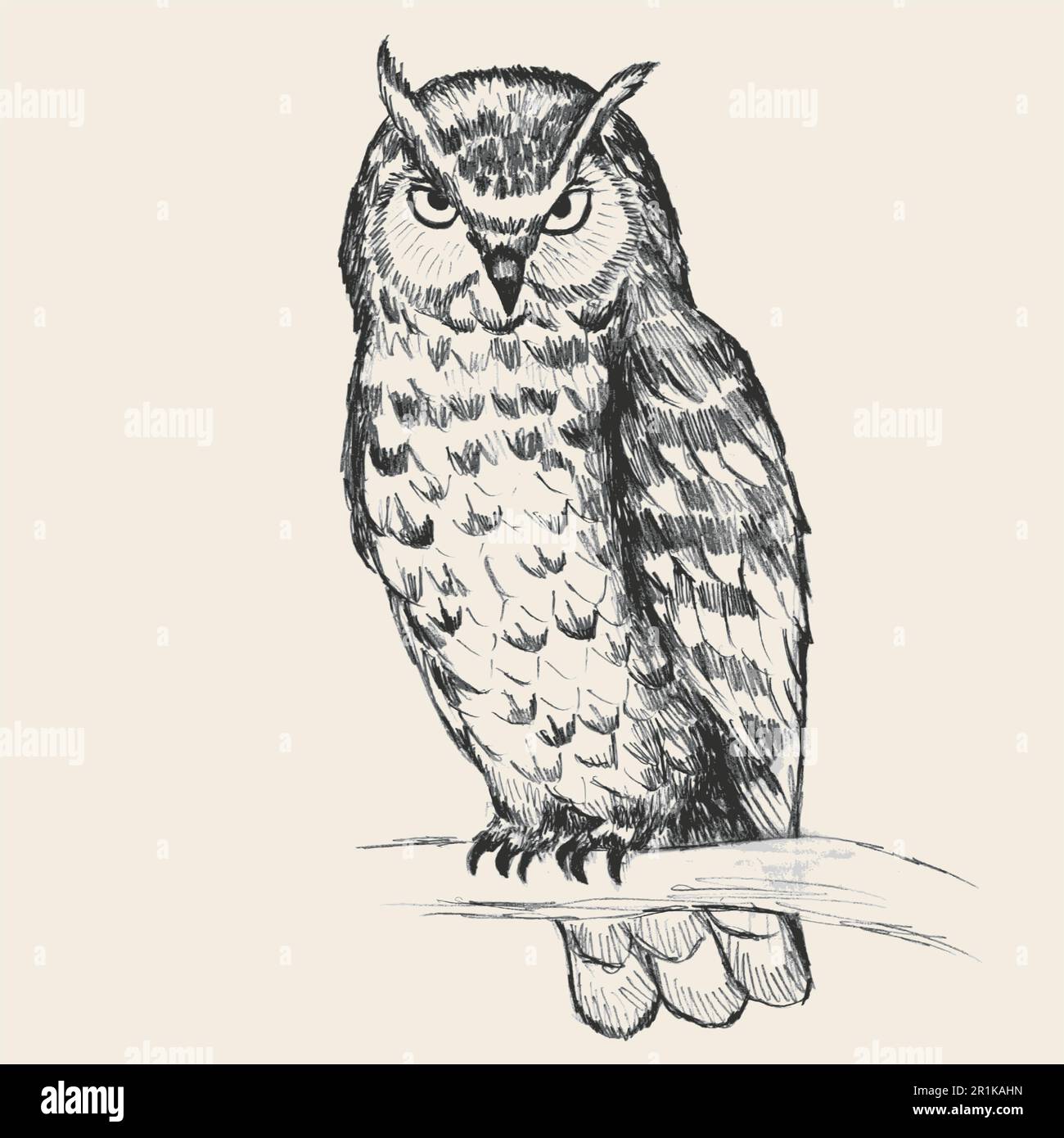 Detailed owl drawing hi-res stock photography and images - Alamy