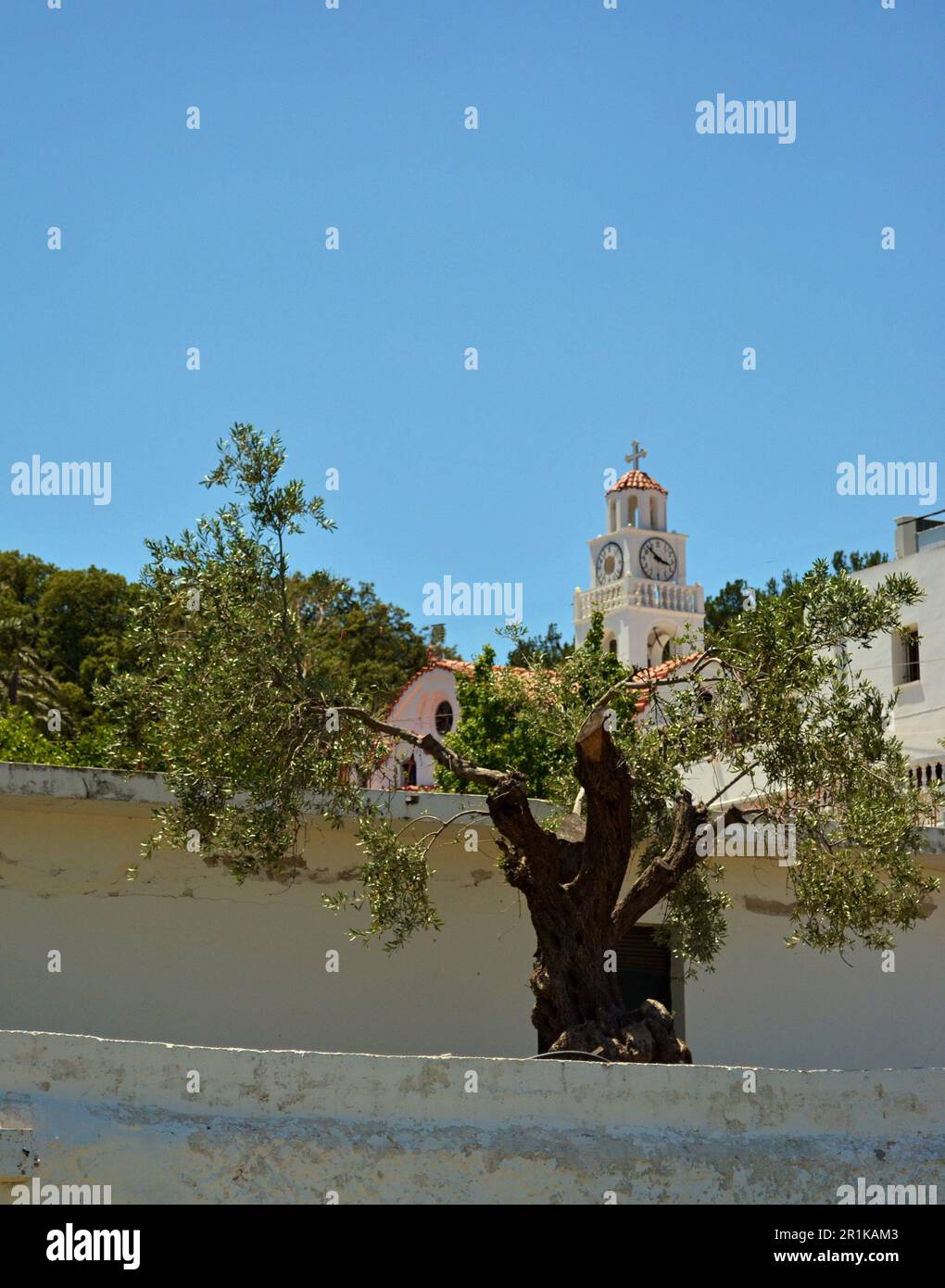 The white bell tower of a Christian church and an olive tree near the ...