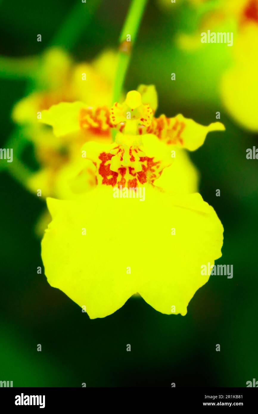 Kandyan dancer orchids hi-res stock photography and images - Alamy