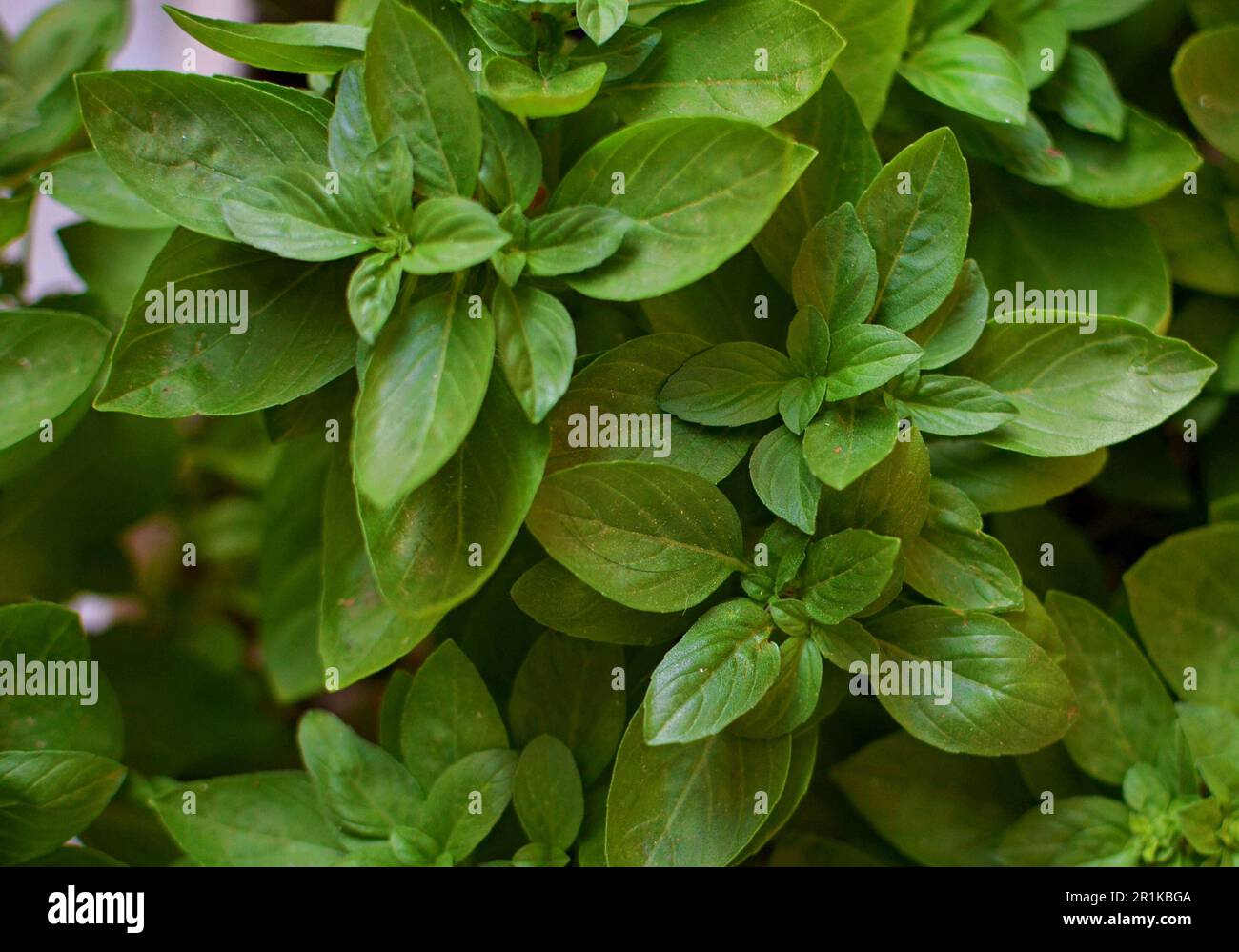 Fragrant basil leaves hi-res stock photography and images - Alamy