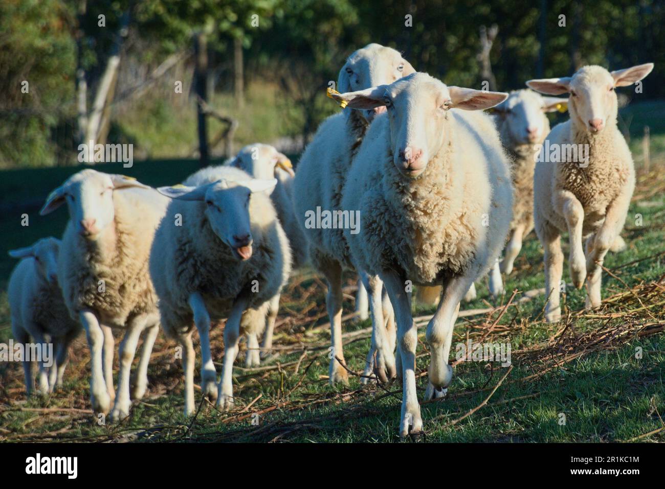 Sheep farming practices hi-res stock photography and images - Alamy