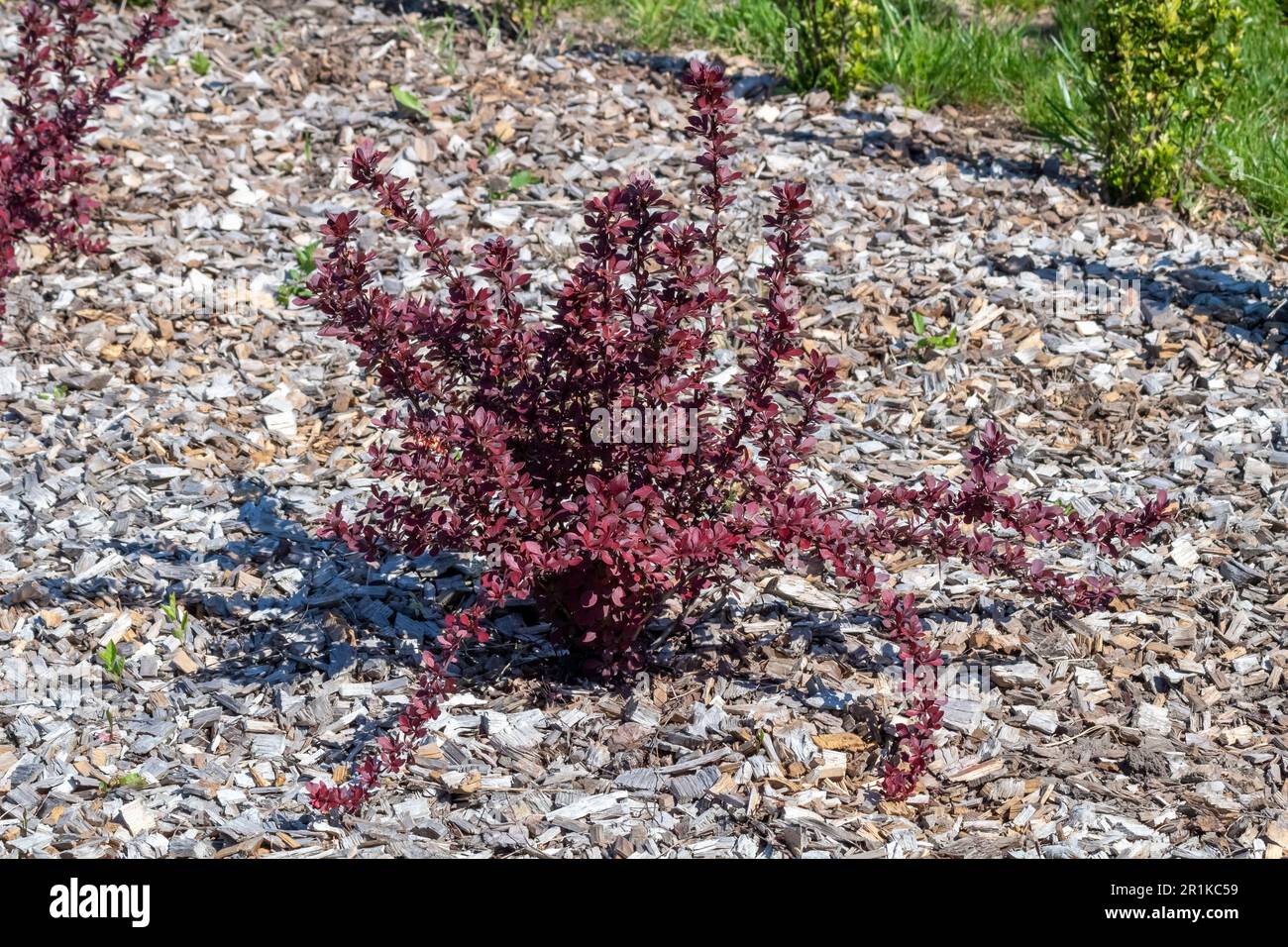 Berberis thunbergii japanese barberry hi-res stock photography and ...