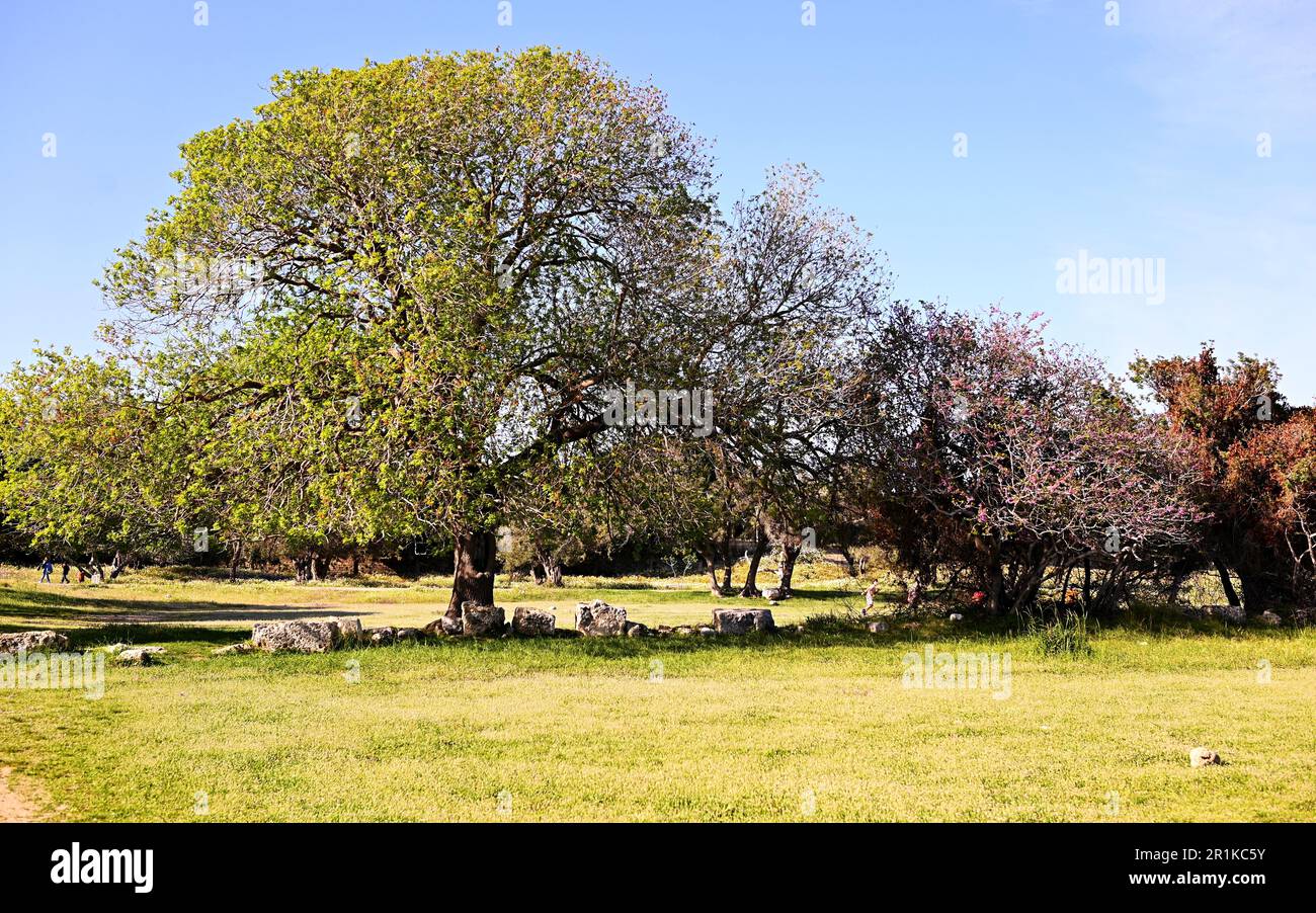 The area of the archaeological park with a large tree with spreading ...