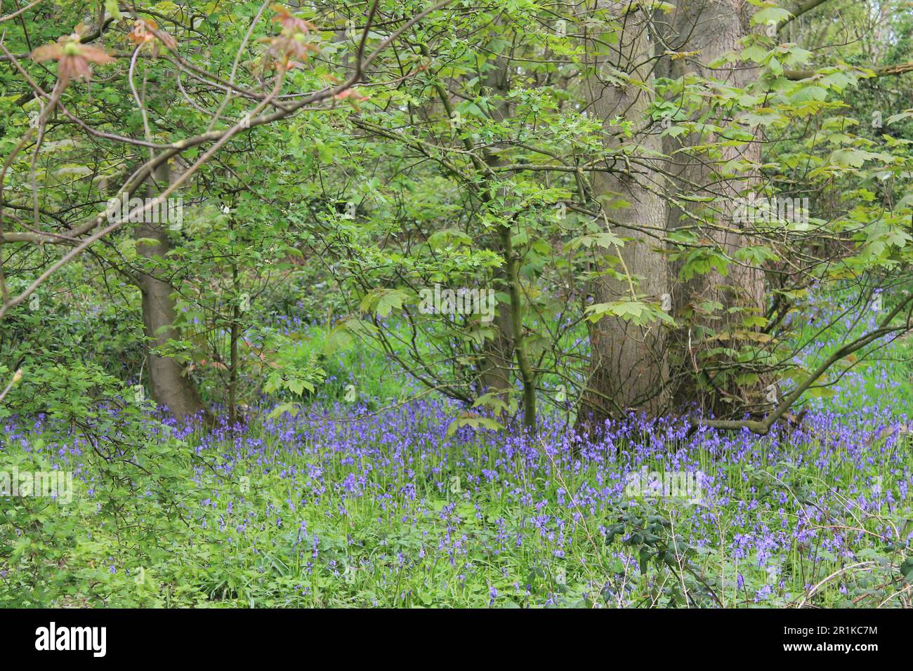 A woodland path with trees and bluebells on an early spring day at ...
