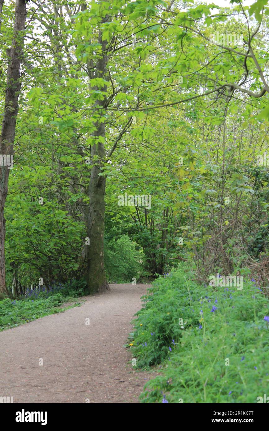 Bark path ferns hi-res stock photography and images - Alamy