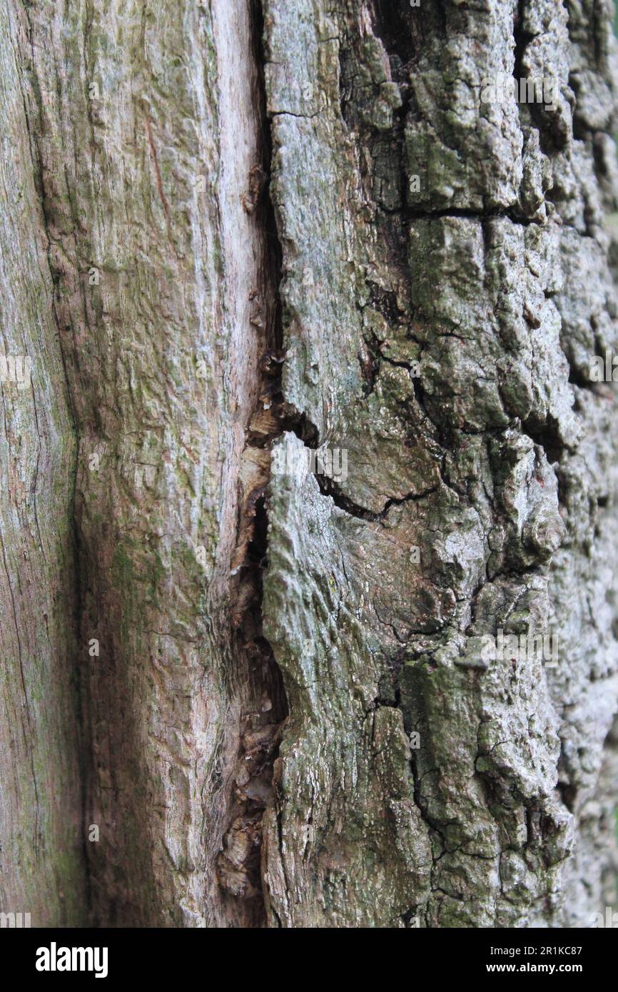 Close up of bark on a tree trunk an abstract background or wallpaper ...
