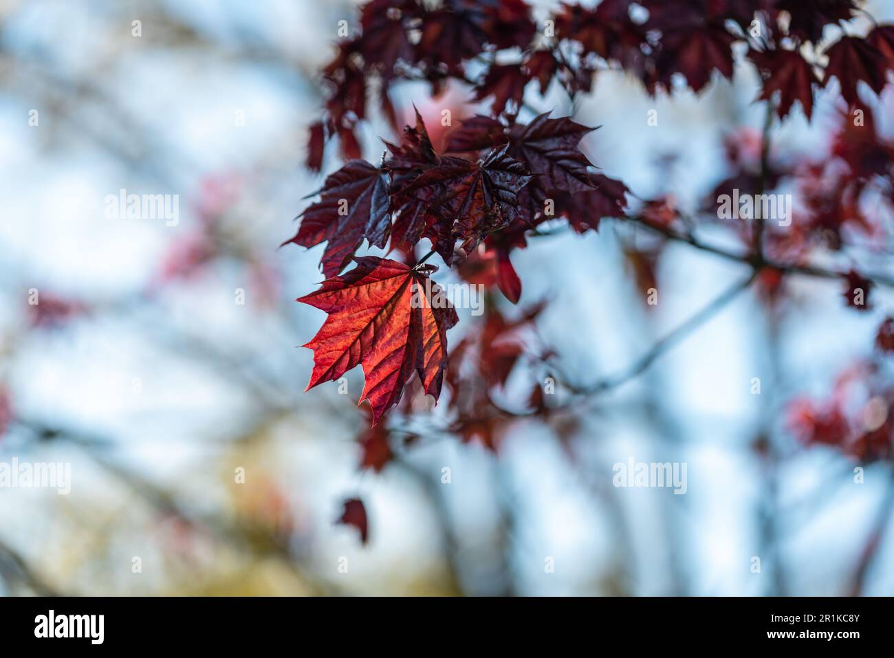 Fresh red leaves of Crimson King maple at spring Stock Photo - Alamy