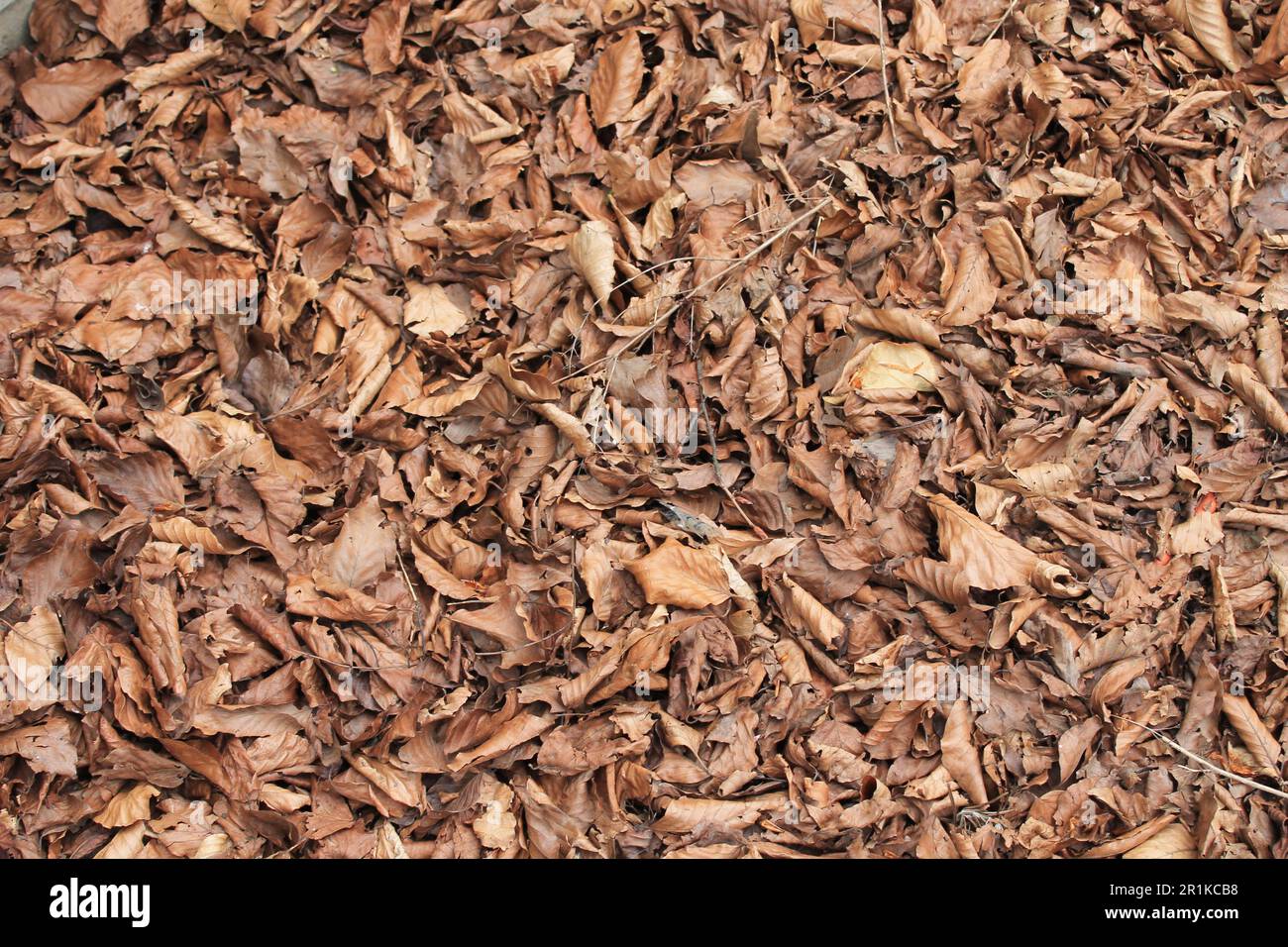 Fallen brown leaves on the floor of local woodland on a winters ...