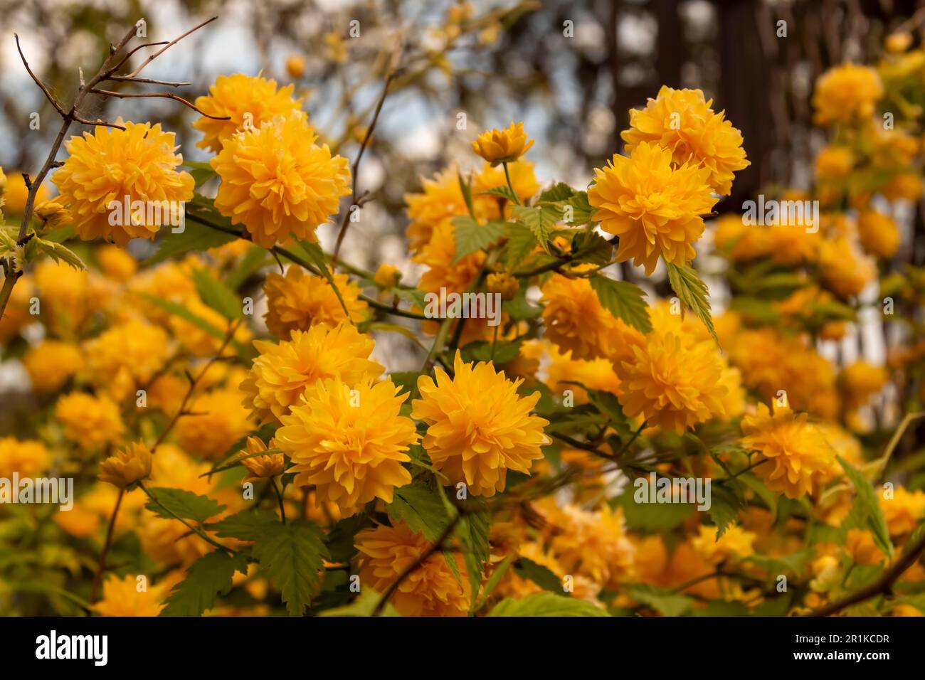Marigold bush hi-res stock photography and images - Alamy