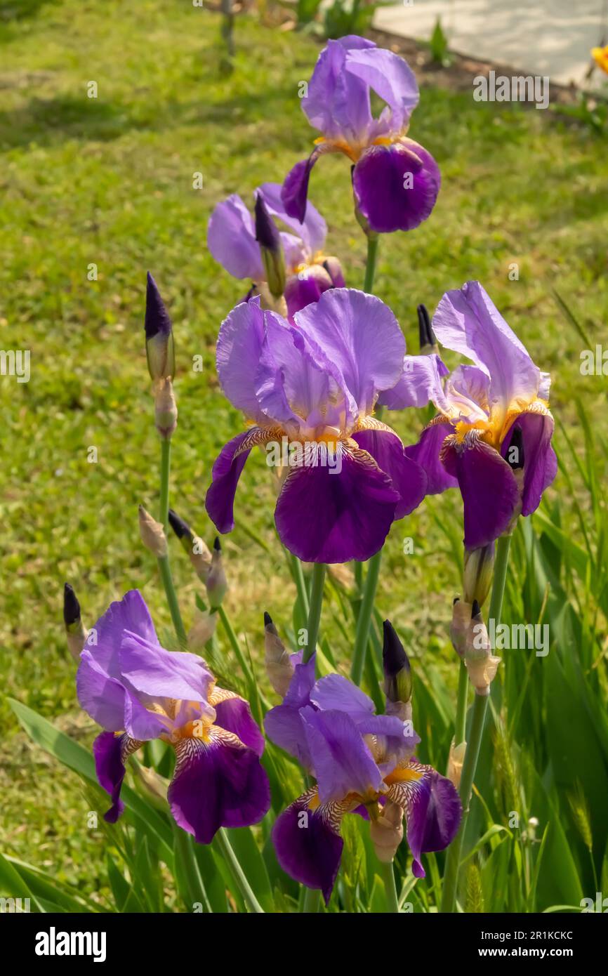 Blue violet iris flowers hi-res stock photography and images - Alamy