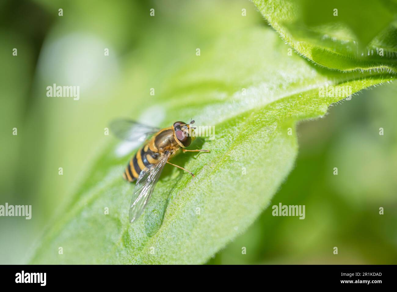 Melanostoma sp hi-res stock photography and images - Alamy
