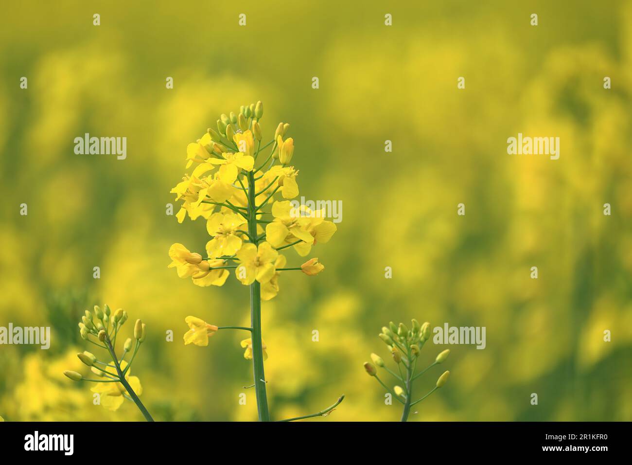 Blooming rapeseed hi-res stock photography and images - Alamy