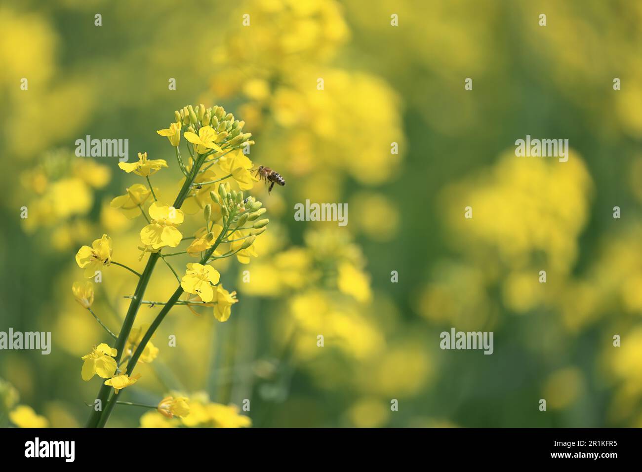 Rapeseed blossom hi-res stock photography and images - Alamy