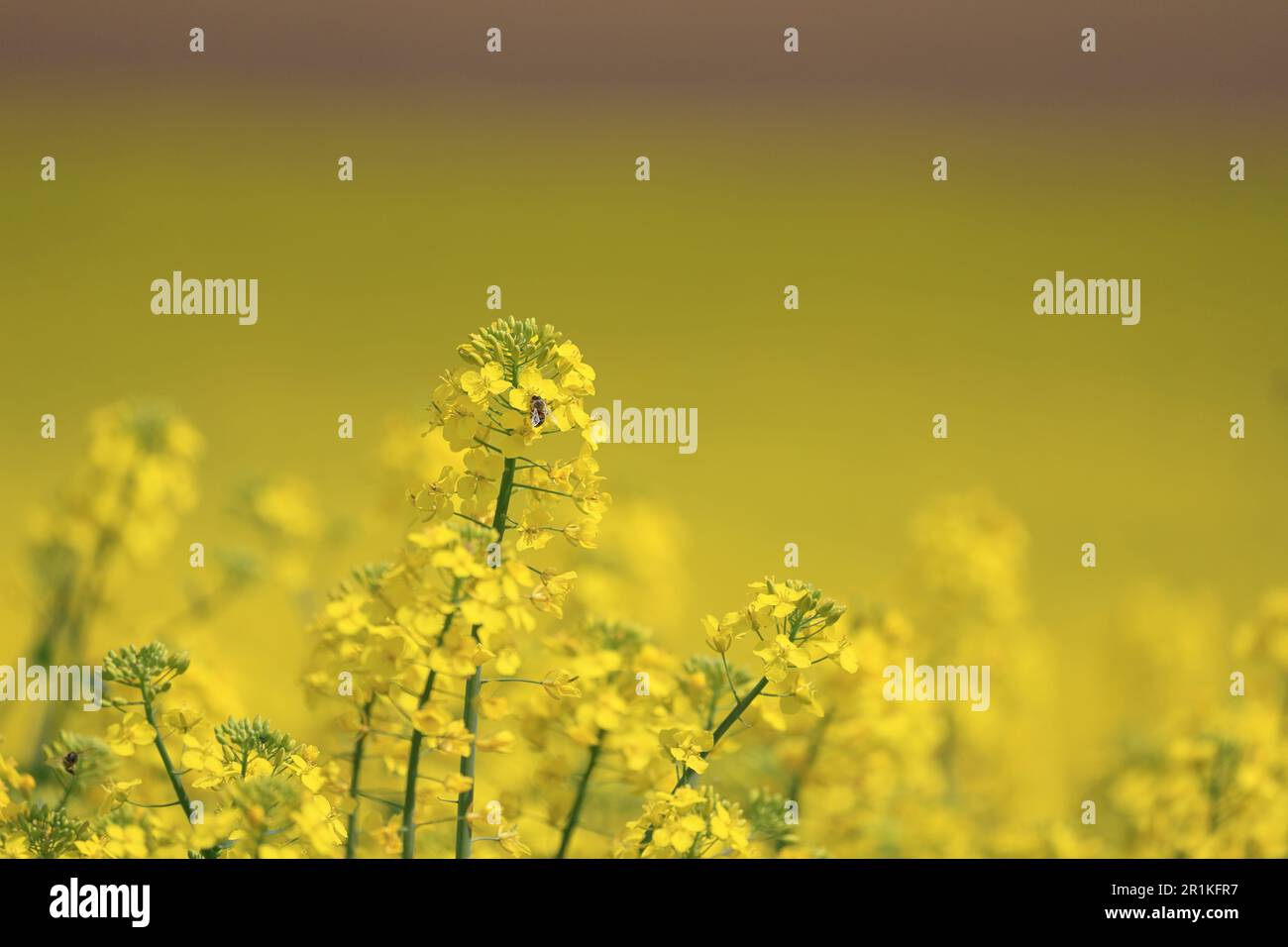 Rapeseed blossom hi-res stock photography and images - Alamy