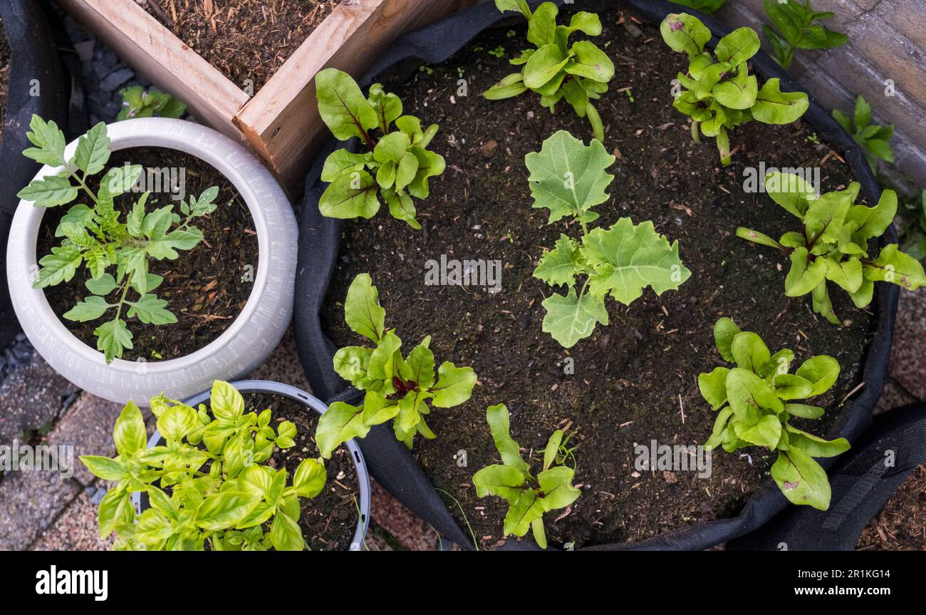 Small crops growing in an urban vegetable garden Stock Photo - Alamy
