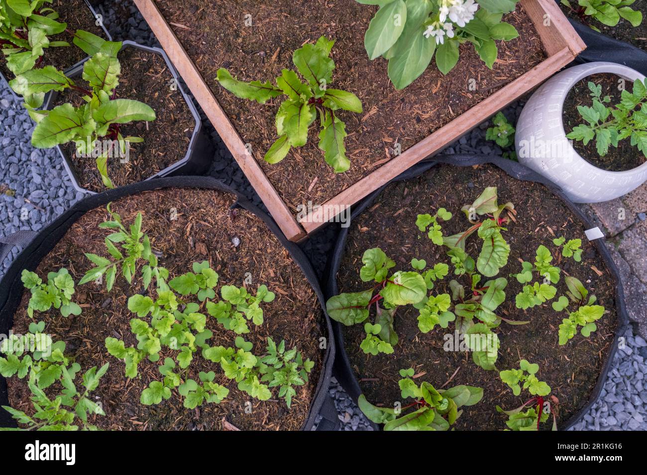 Small crops growing in an urban vegetable garden Stock Photo - Alamy