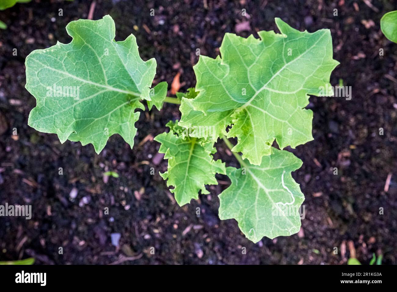 Small kale plant growing in an urban vegetable garden Stock Photo - Alamy