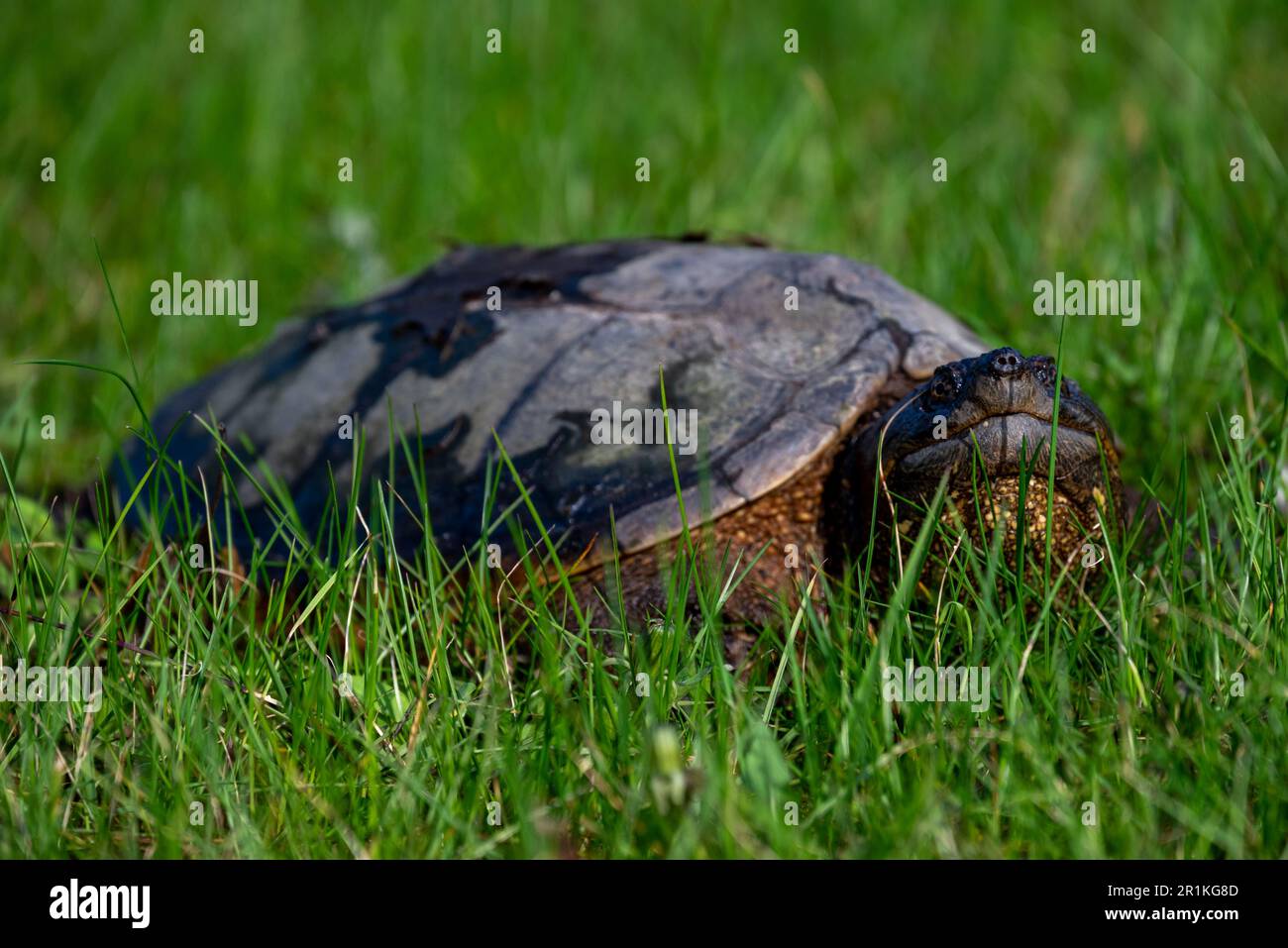 Common snapping turtle walking on the grass in Wisconsin Stock Photo ...