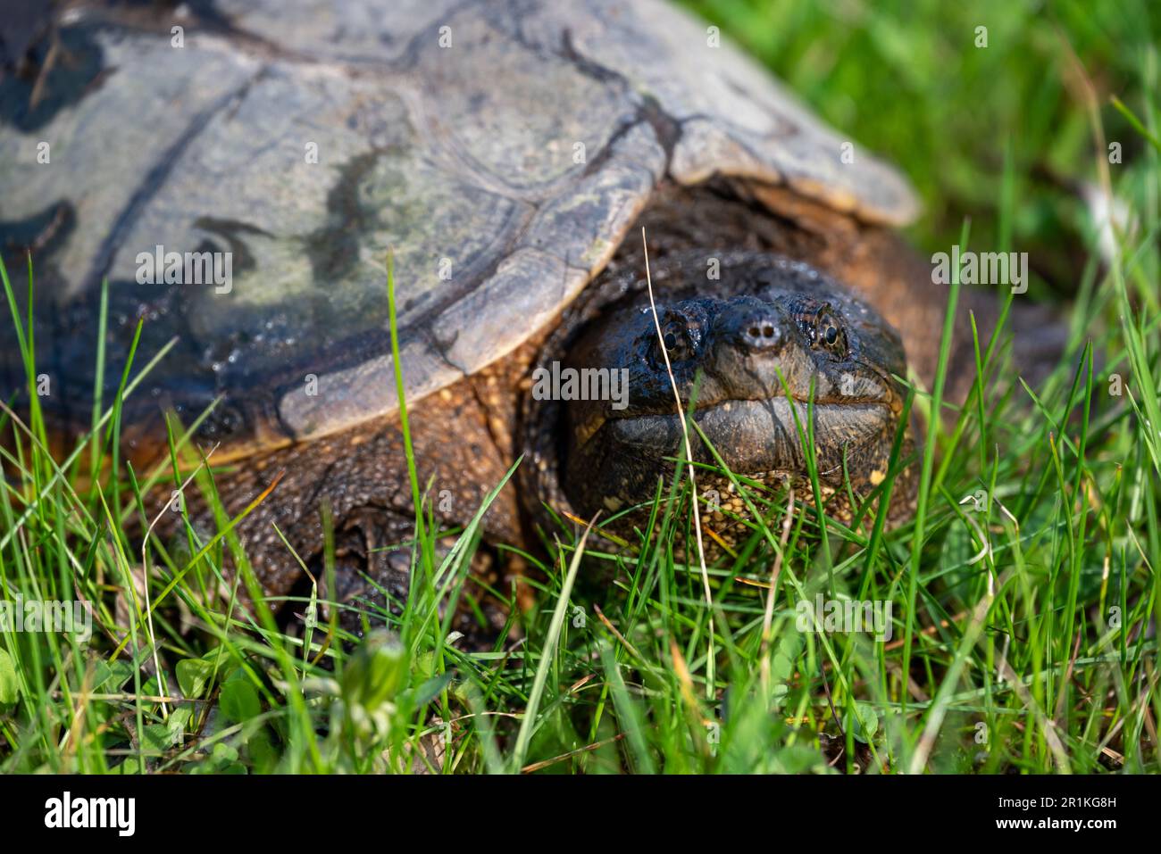 Snapping turtle nose hi-res stock photography and images - Alamy