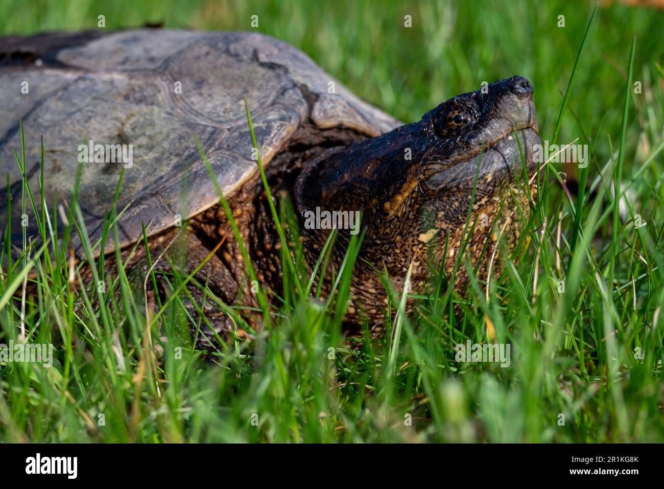 Common snapping turtle walking on the grass in Wisconsin Stock Photo ...