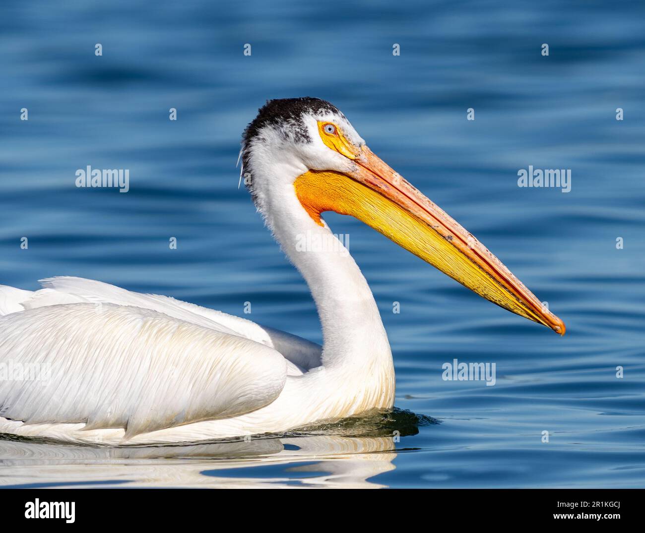 An American White Pelican with light blue eyes and black head feathers ...