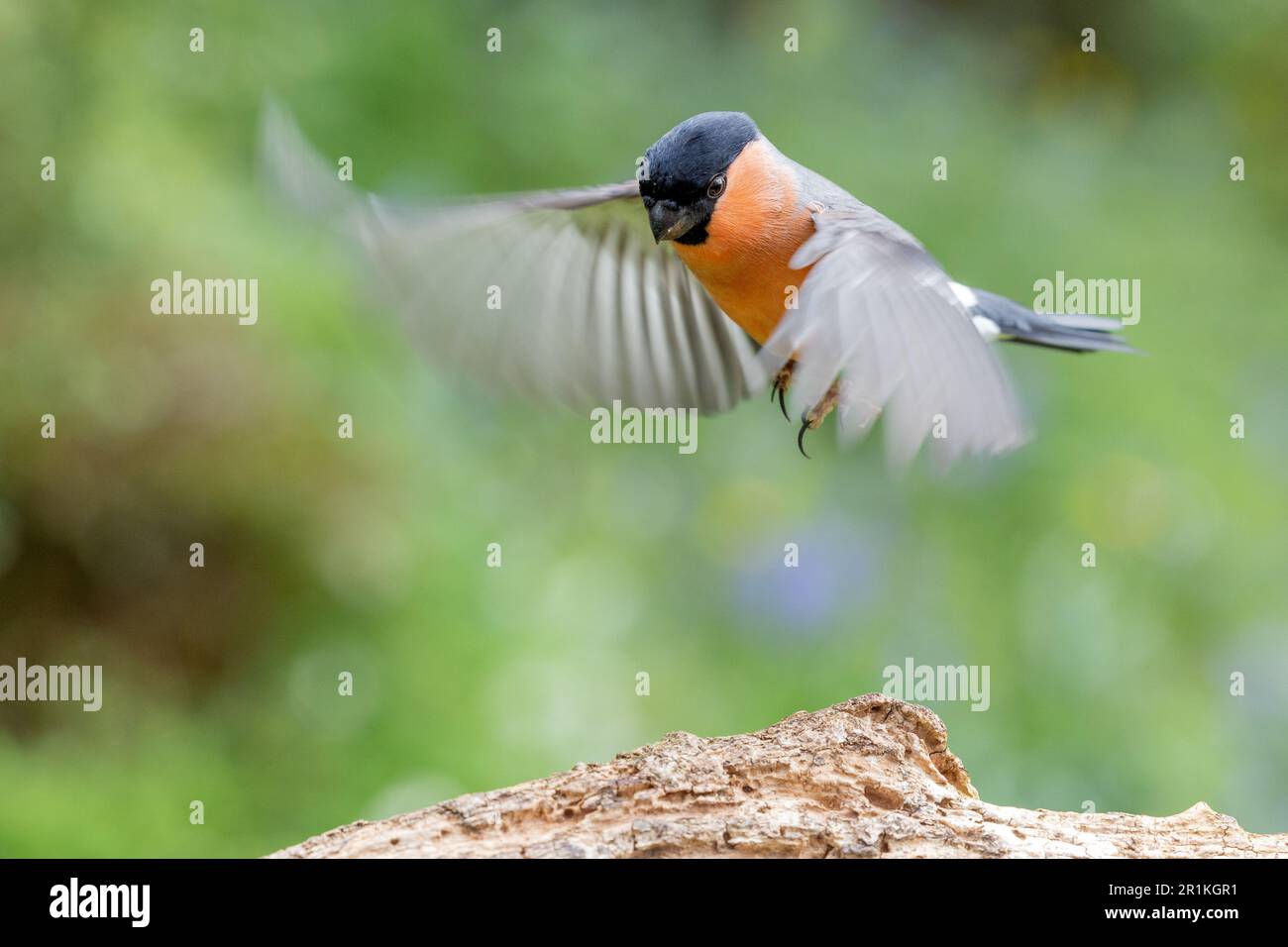 Male Eurasian Bullfinch (Pyrrhula pyrrhula) in flight, landing on a ...