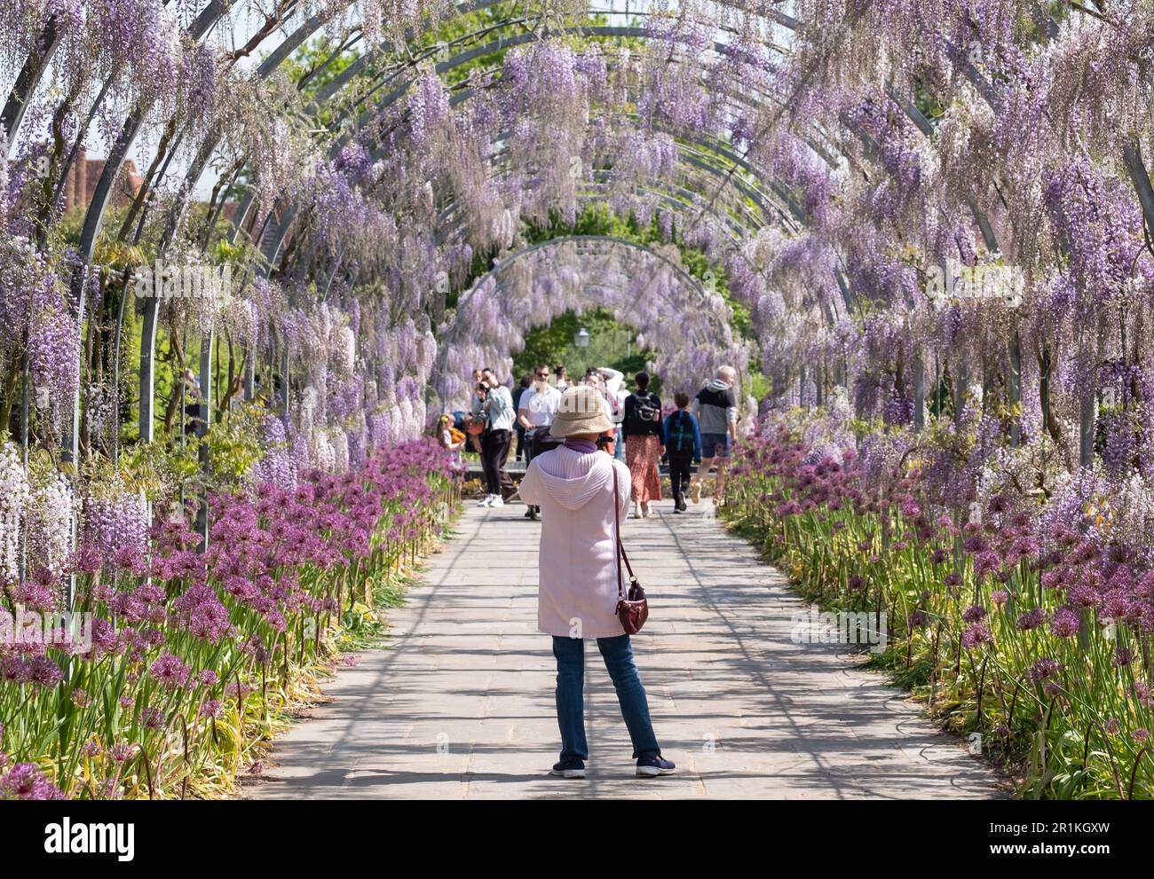 Woman photographs the Wisteria Walk at RHS Wisley garden, UK. Purple ...