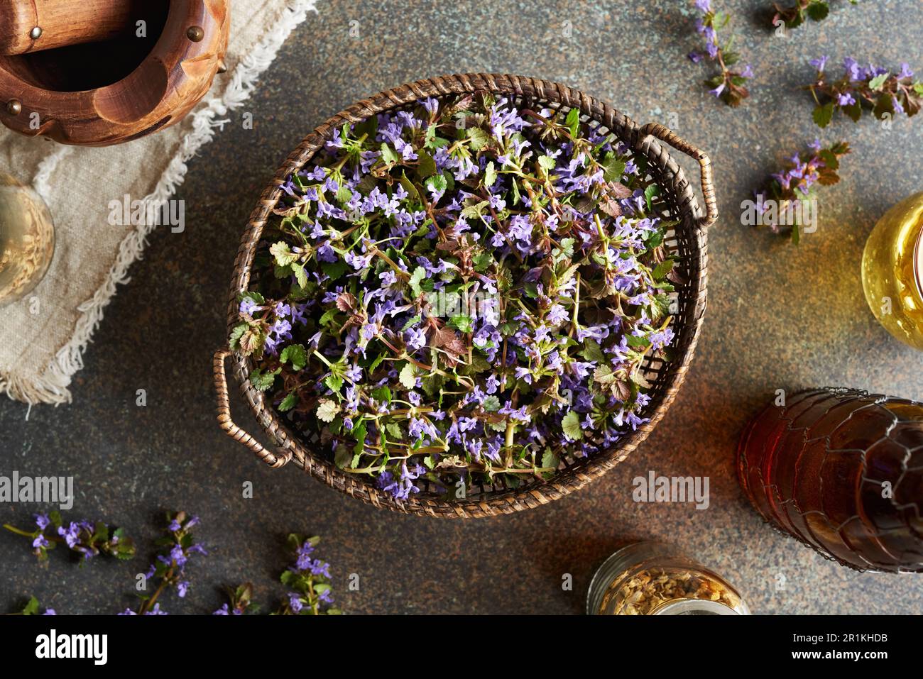 Ground-ivy flowers harvested in spring in a wicker basket, top view ...