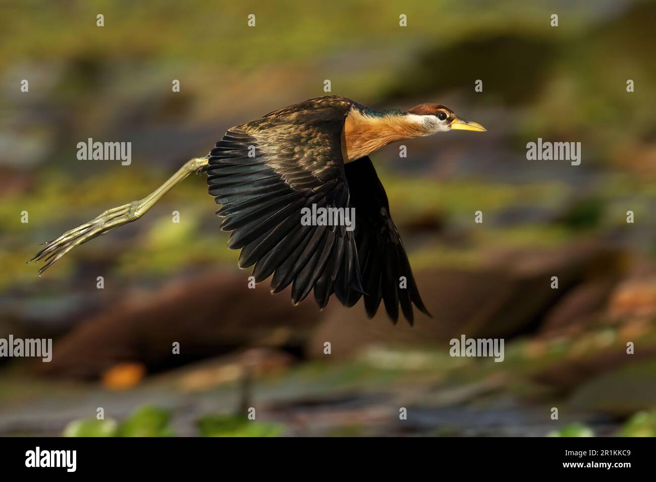 A bronze winged Jacana flying on blurred background Stock Photo - Alamy
