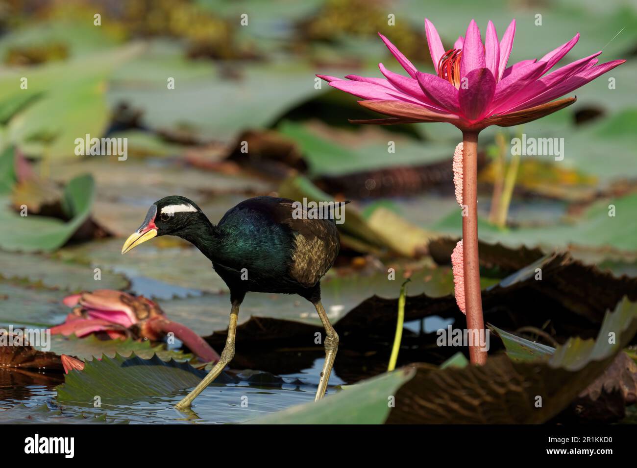Bronze winged jacana standing hi-res stock photography and images - Alamy