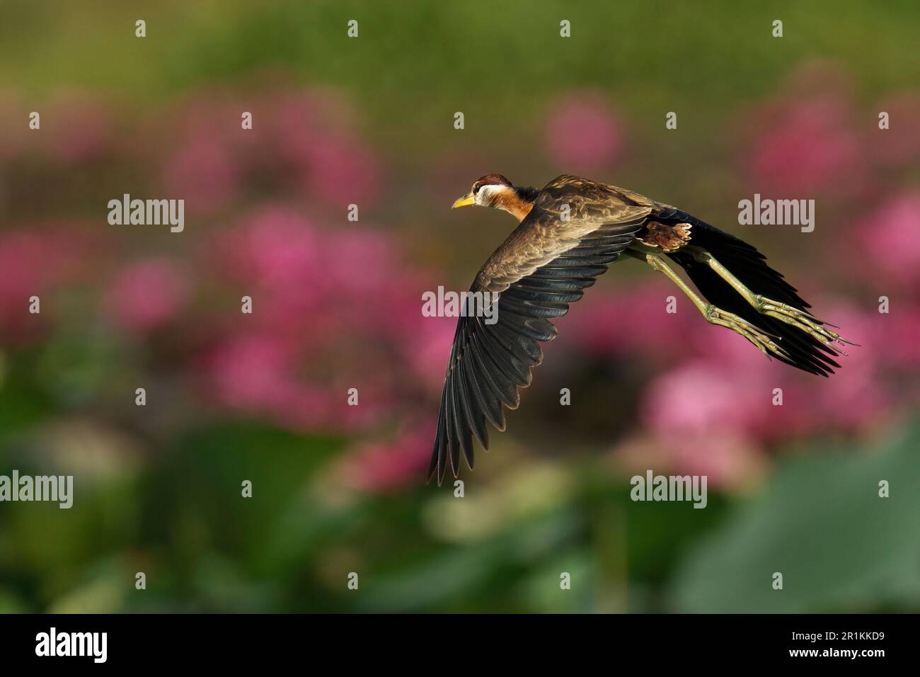 A bronze winged Jacana flying on blurred background Stock Photo - Alamy
