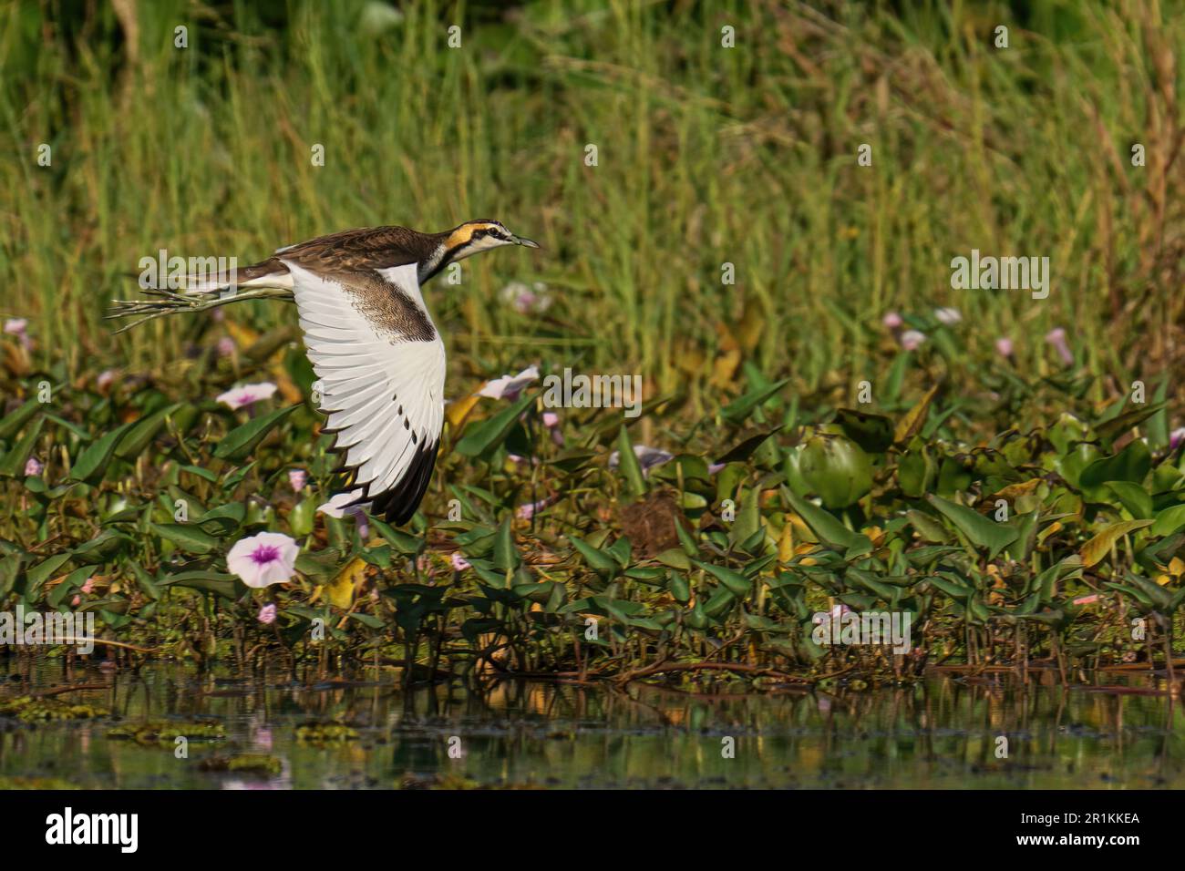 A view of Pheasant-Tailed Jacana flying over lake Stock Photo - Alamy