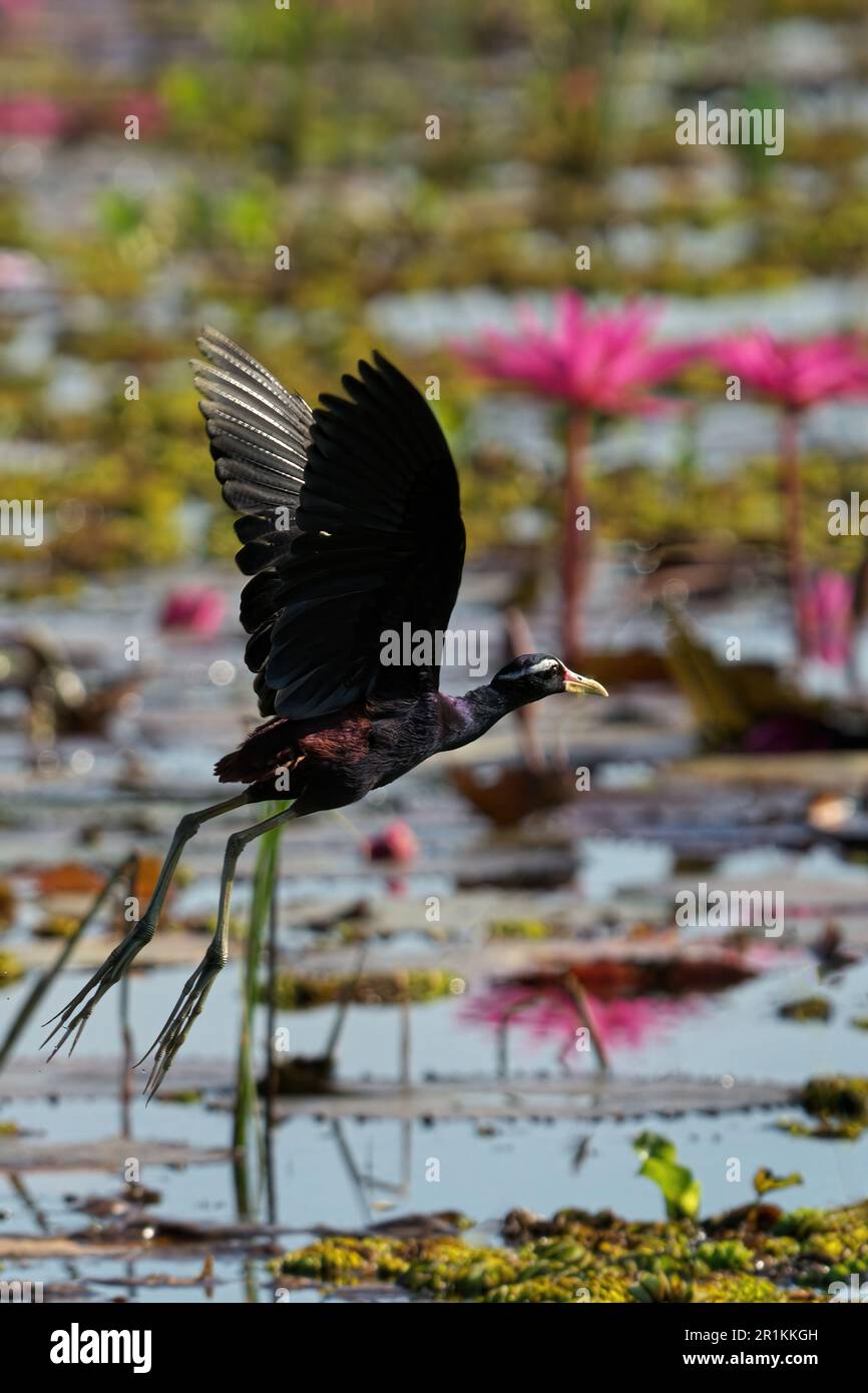 Bronze winged jacana standing hi-res stock photography and images - Alamy